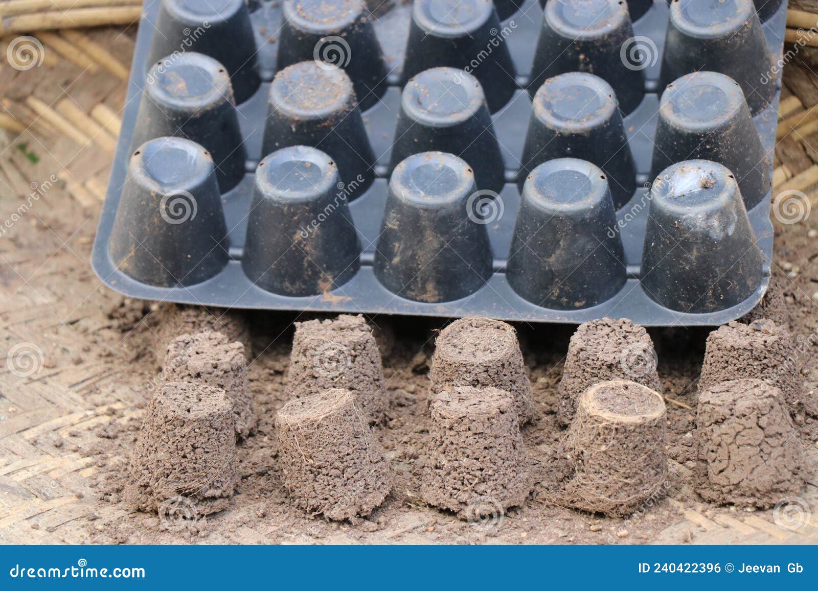 Seedling Tray or Nursery Tray Refilling Process after Taking Out Used ...