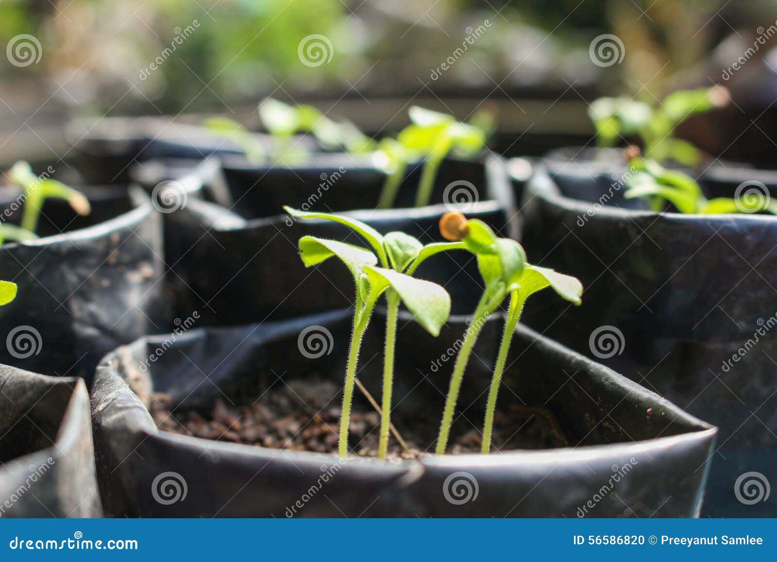 Seedling stock photo. Image of isolated, hope, earth - 56586820