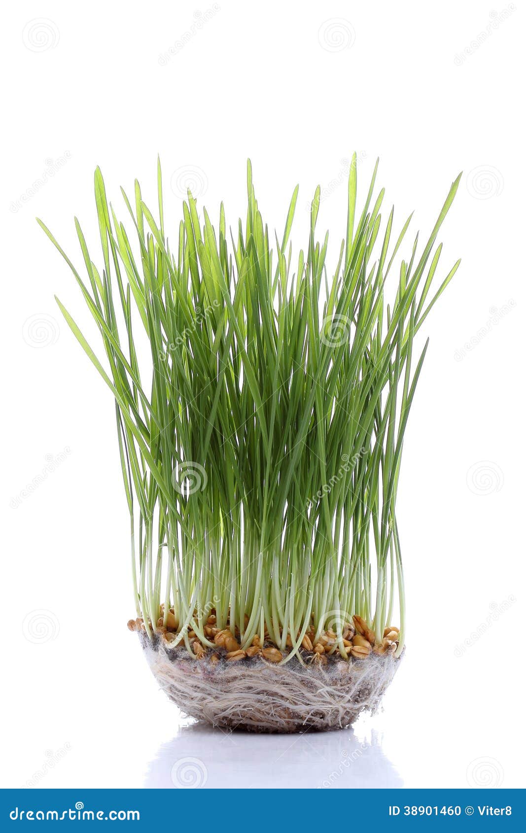 Seedling Wheat Isolated on White Stock Photo - Image of root, growth ...