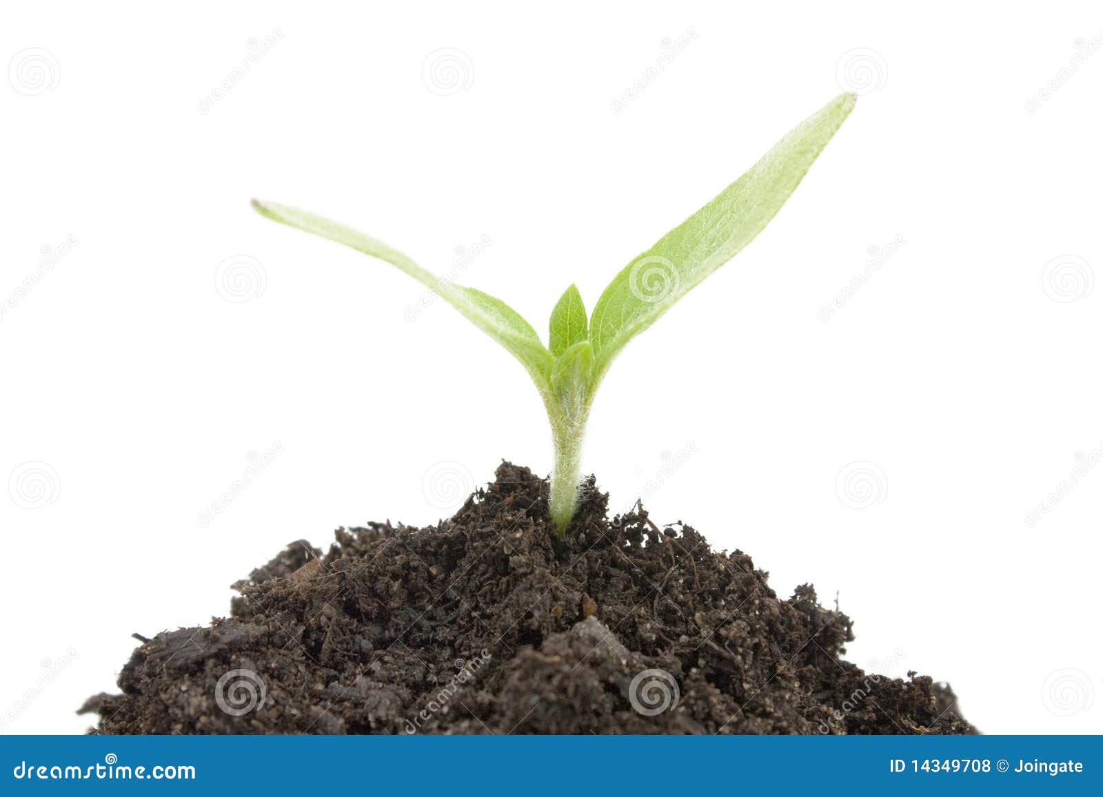 Seedling on White Background Stock Photo - Image of growing, growth ...