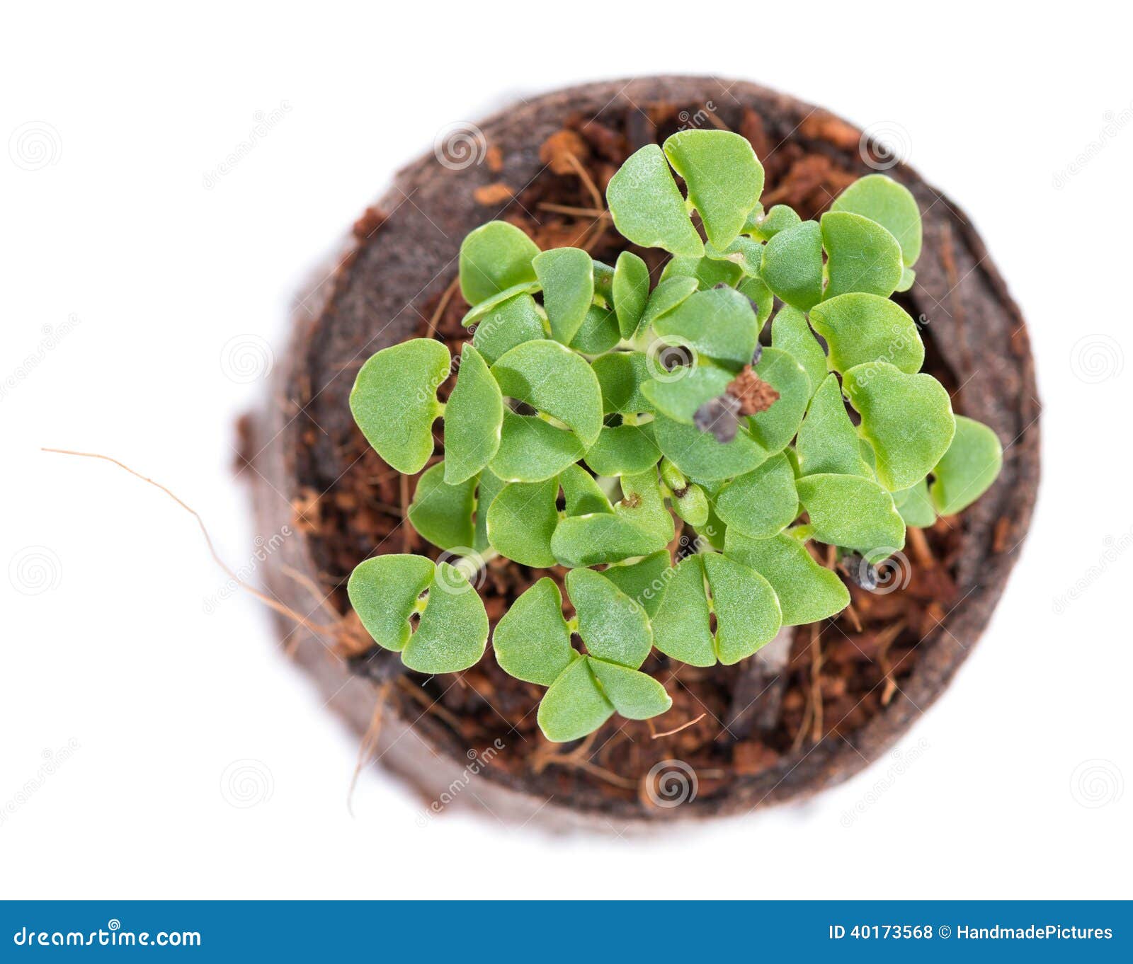 Seedling on White Background Stock Photo - Image of seed, small: 40173568