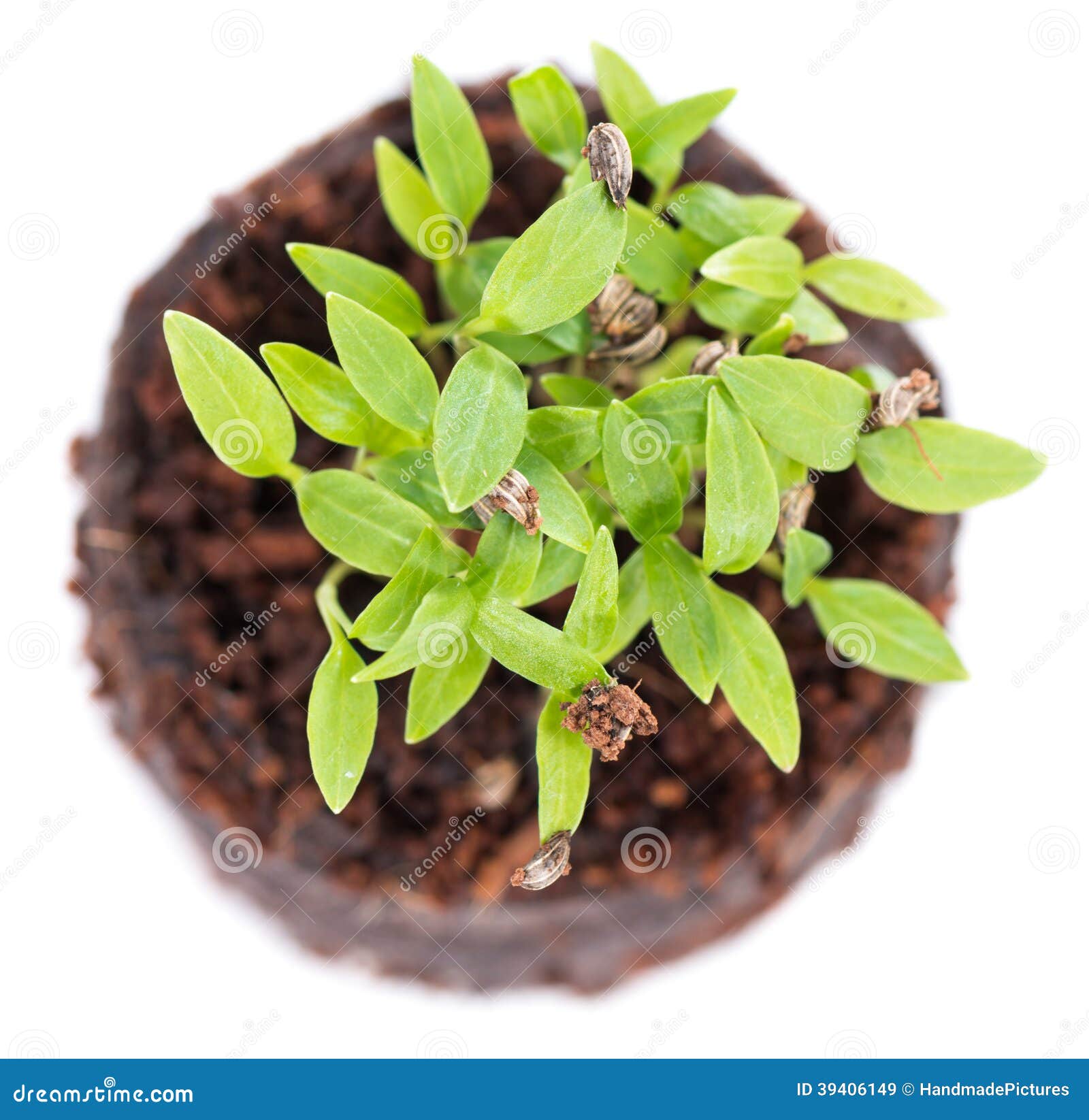 Seedling on White Background Stock Image - Image of grow, green: 39406149