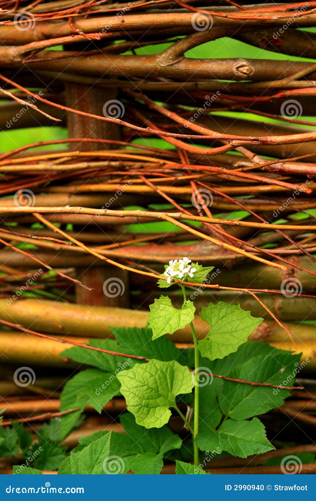 Seedling at a willow fence stock photo. Image of life - 2990940