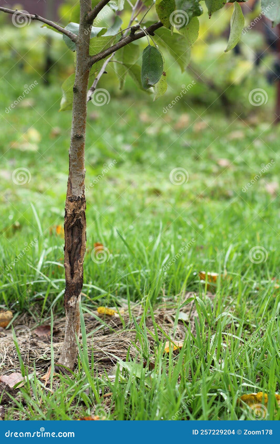 Regeneration of the bark stock photo. Image of trunk - 257229204