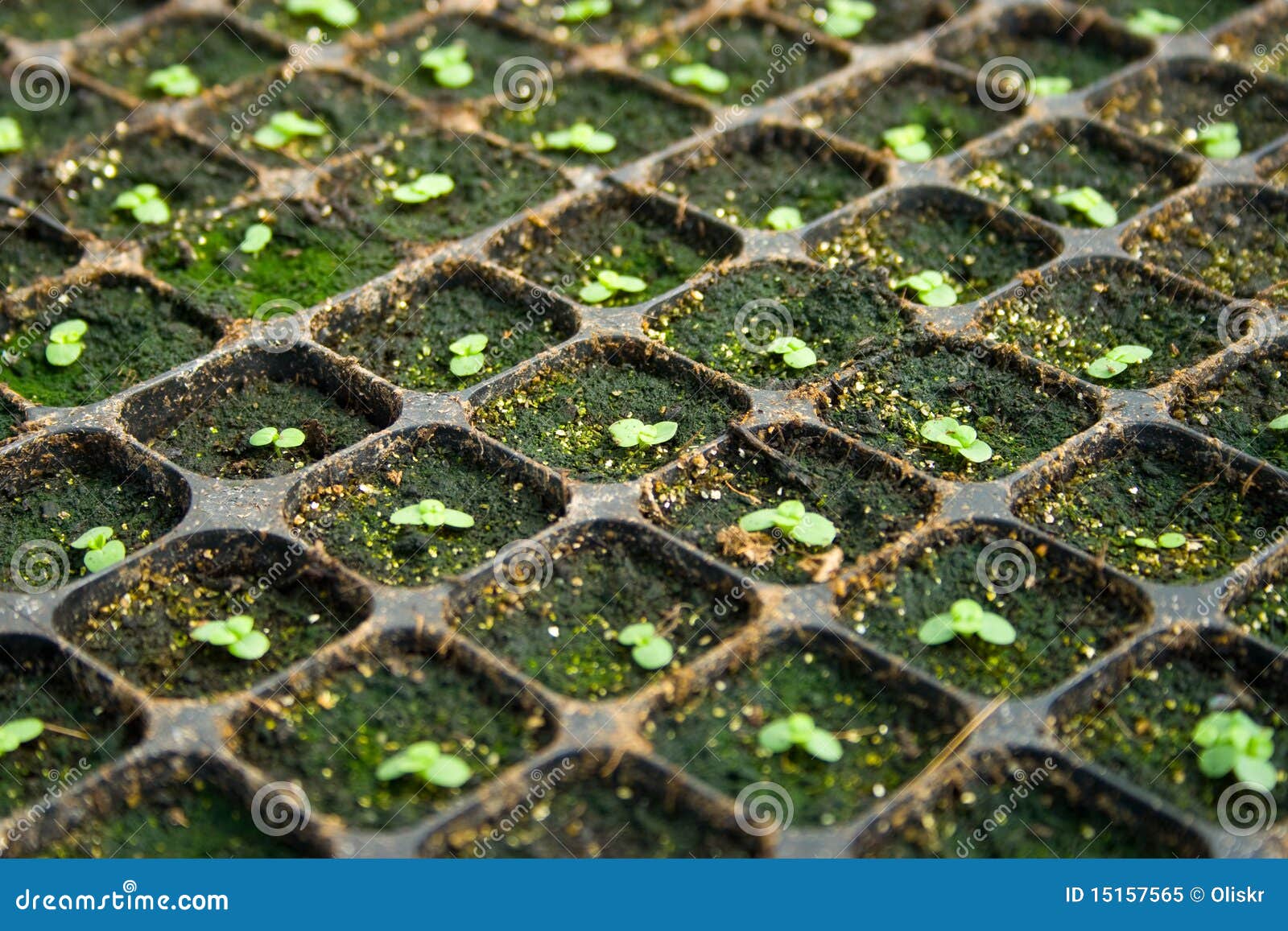 Seedlings stock image. Image of environmental, farming - 15157565