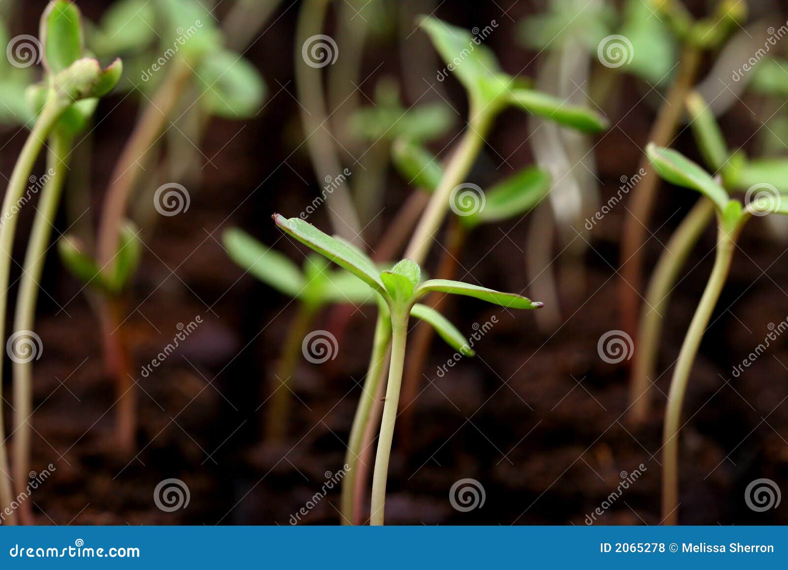 Seedlings stock photo. Image of sprout, seasonal, plant - 2065278