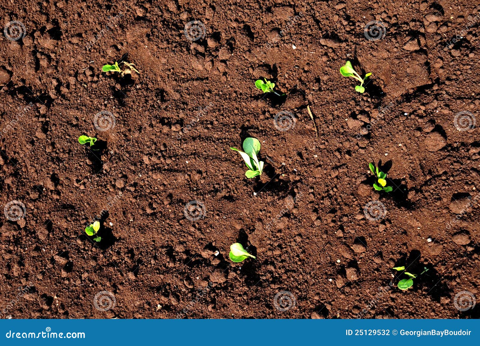 Seedlings stock photo. Image of industry, flat, ground - 25129532