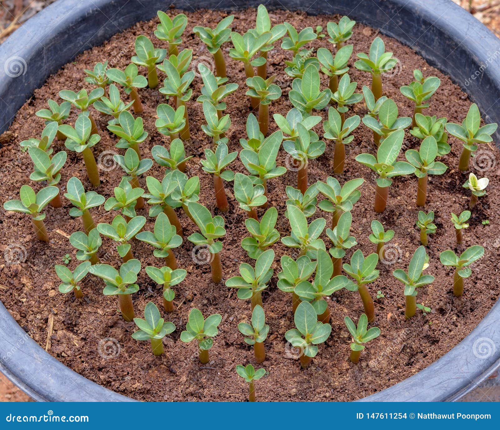 Seedlings of Adenium Trees in Plant Pots Stock Photo - Image of green ...