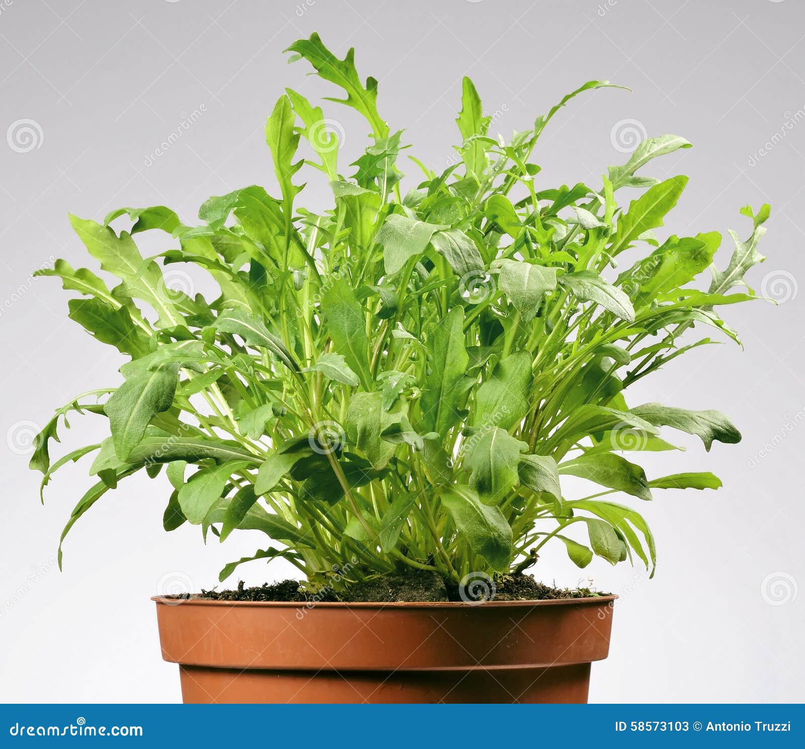 Arugula Or Rocket Green Vegetable Leaves Set Isolated On White. Eruca ...