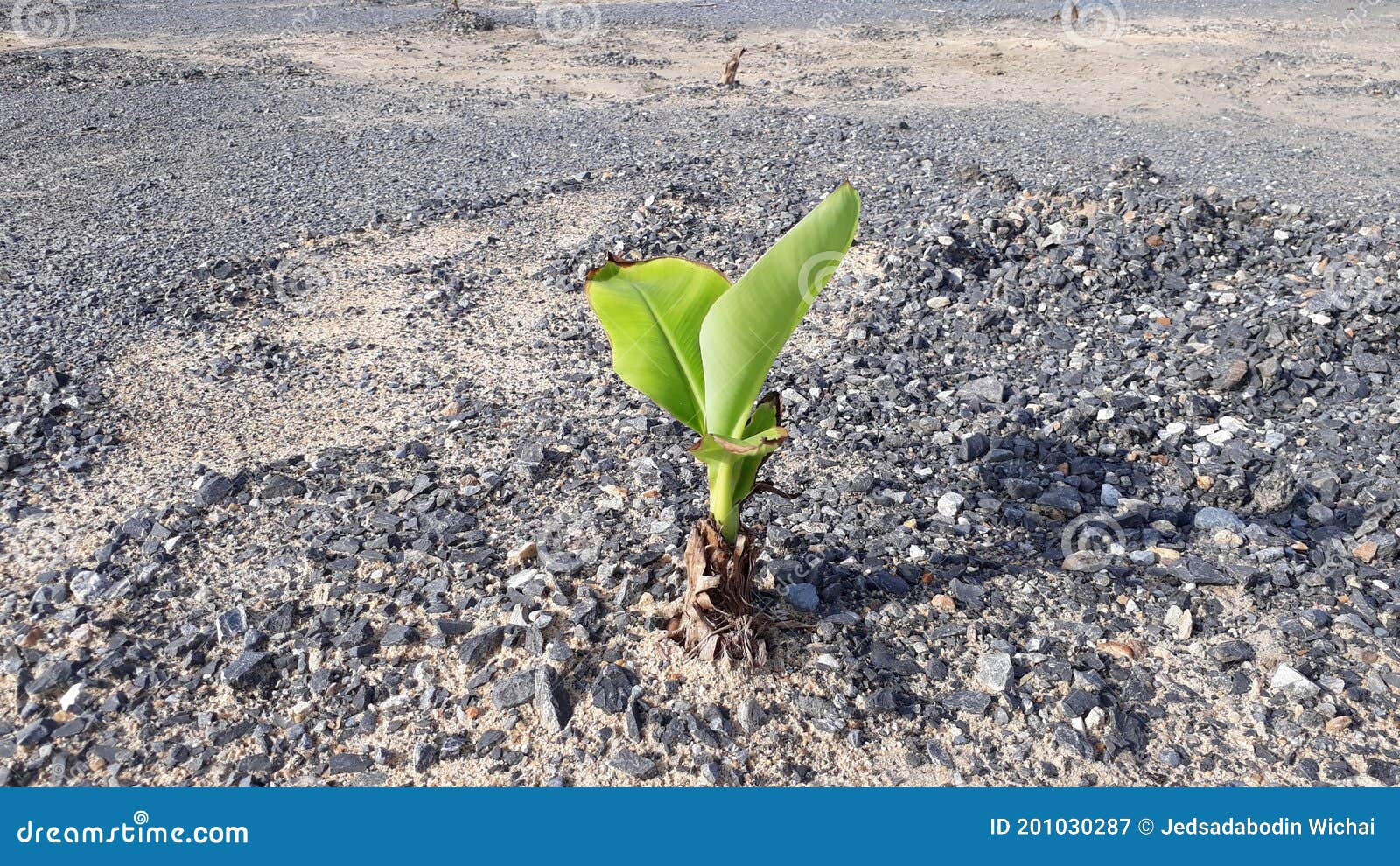The Seedlings of the Banana Tree are Growing. Stock Image - Image of ...
