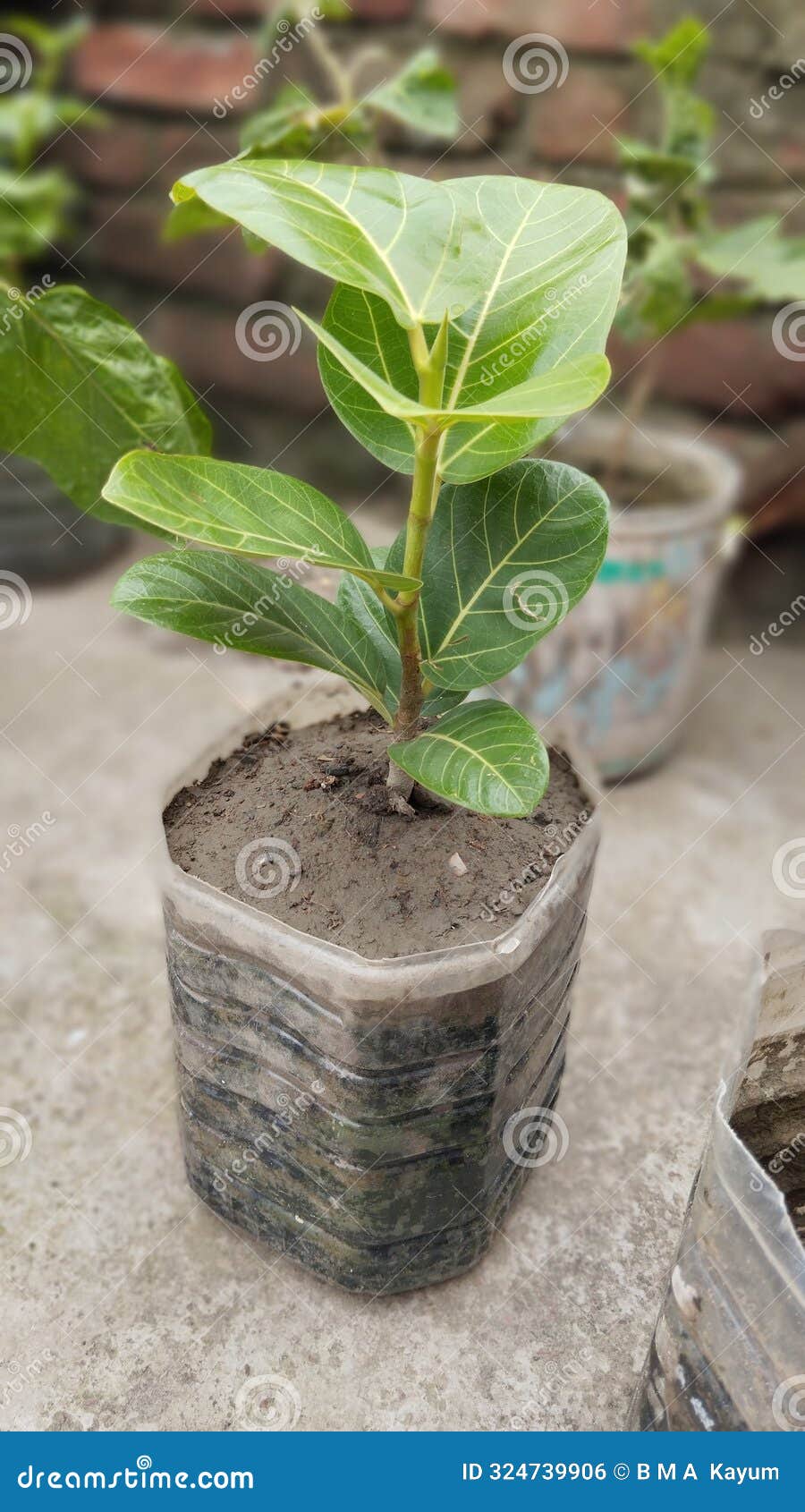 Seedlings of a Beautiful Banyan Tree Growing Stock Photo - Image of ...