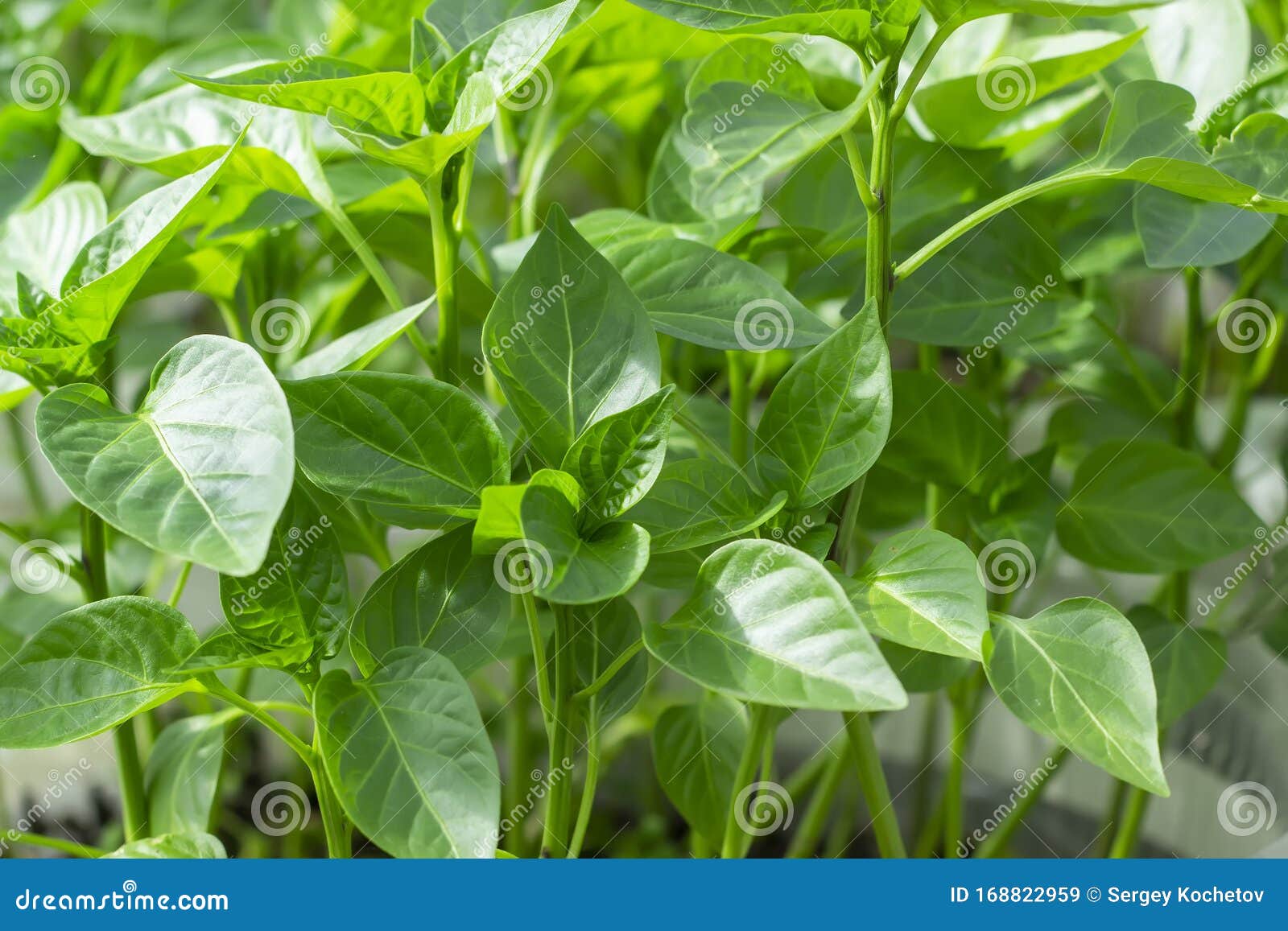 Seedlings of Bell Pepper, Close-up of Young Foliage of Pepper, Fresh ...
