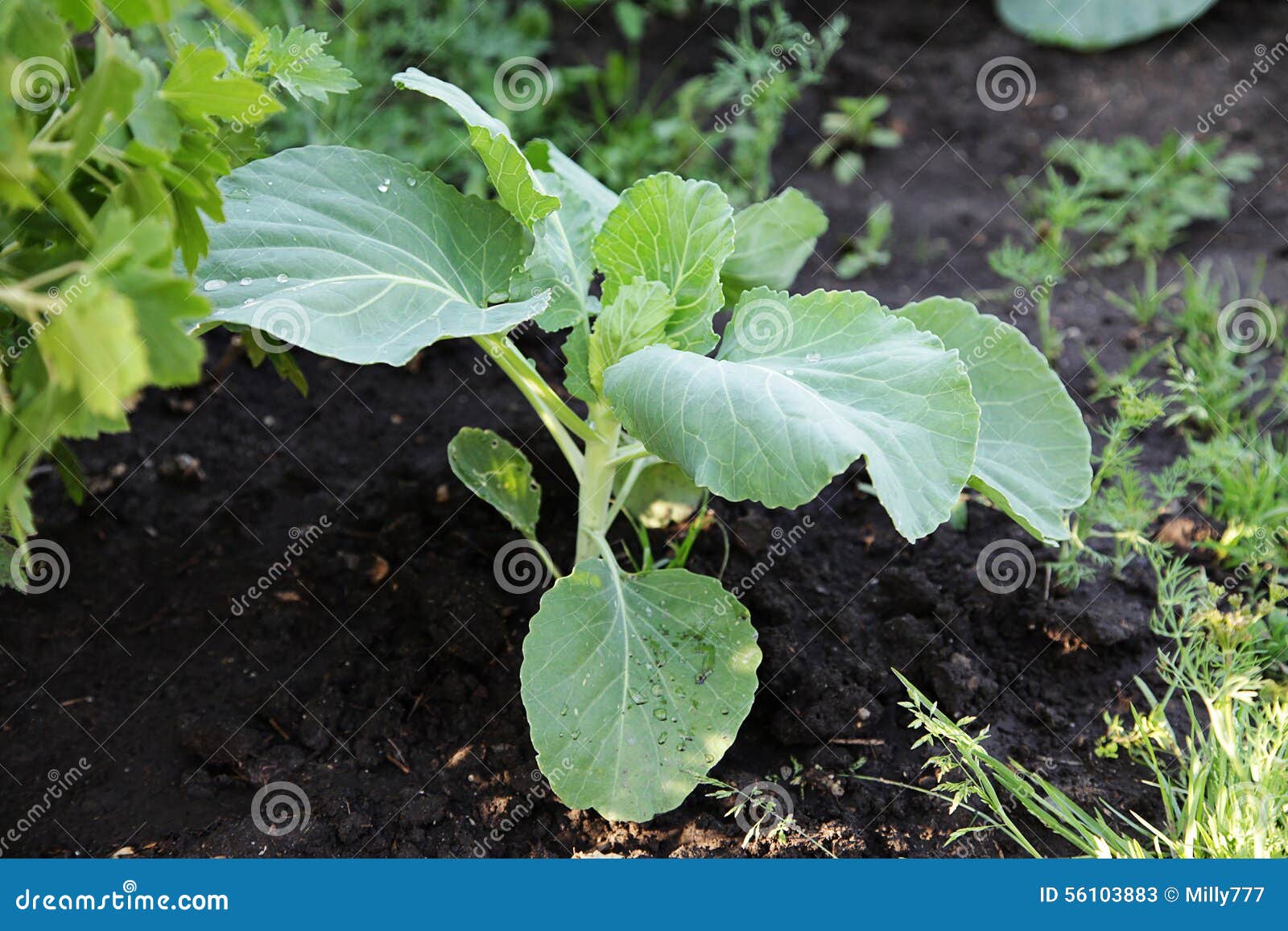 Seedlings of cabbage stock image. Image of foliage, botany - 56103883