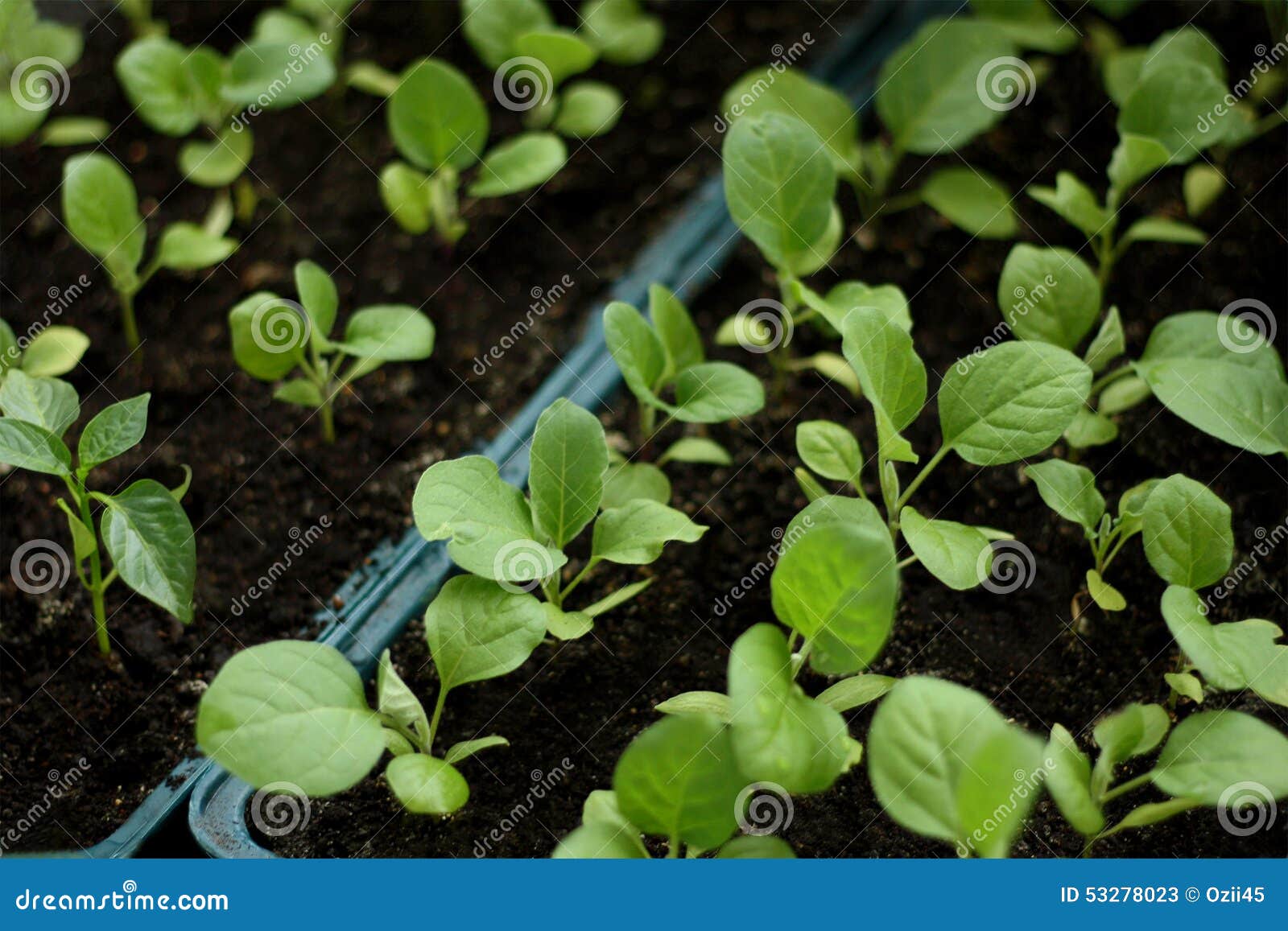 Seedlings of cabbage stock image. Image of homegrown - 53278023