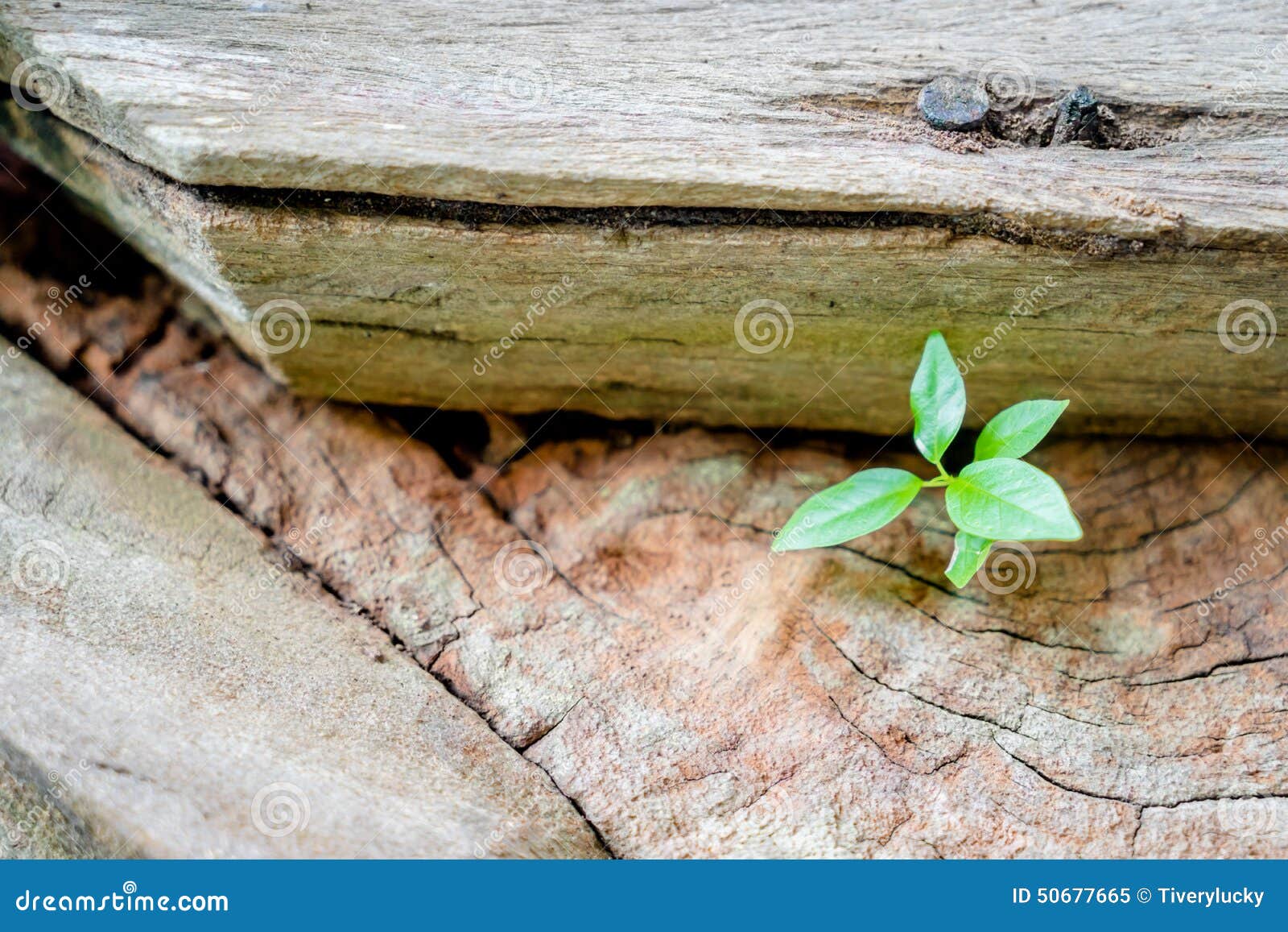 The seedlings stock image. Image of development, environmental - 50677665