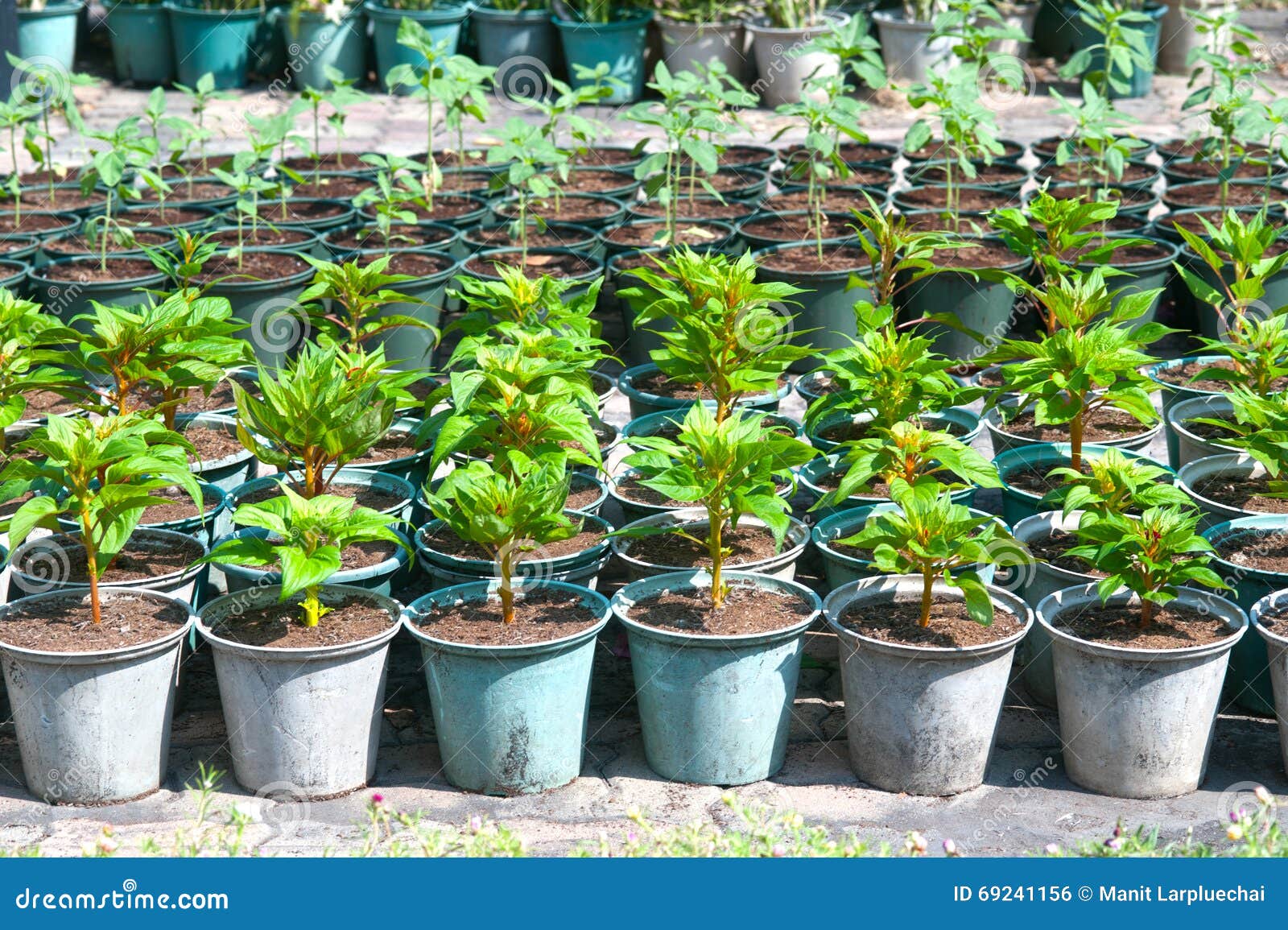 Seedlings Cockcomb and Globe Amaranth in Pot. Stock Photo - Image of ...