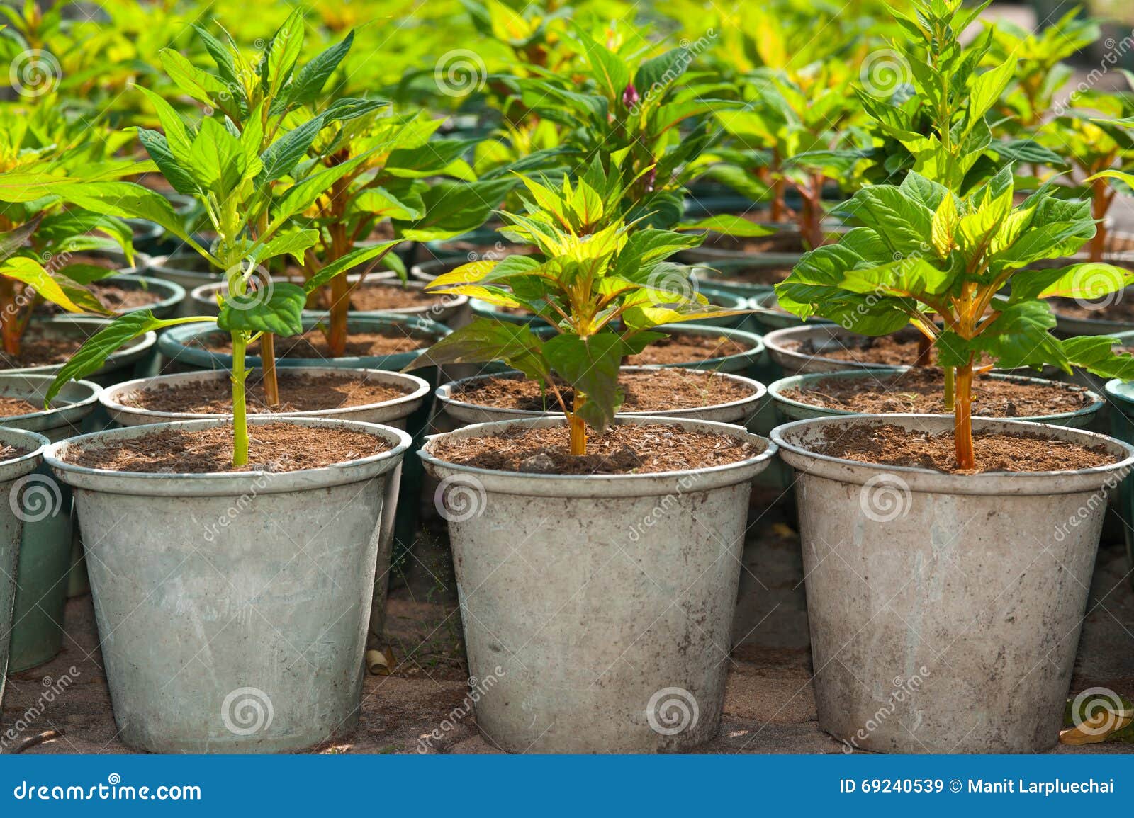 Seedlings Cockcomb in pot. stock image. Image of nature - 69240539