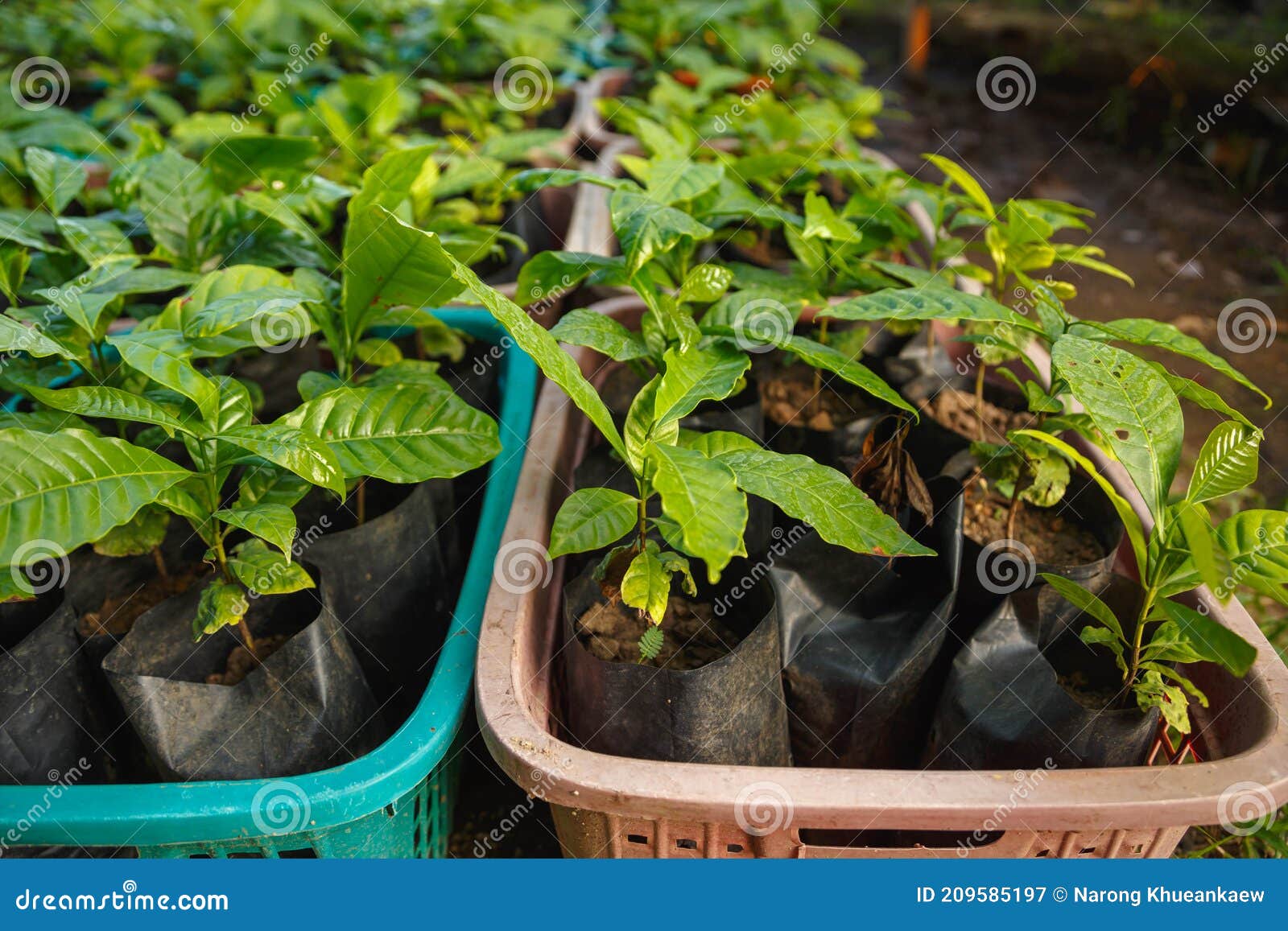 Seedlings of Cocoa Trees in the Nursery Stock Image - Image of harvest ...