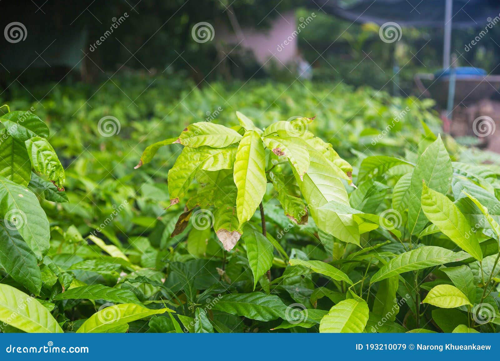 Seedlings of Cocoa Trees in the Nursery Stock Image - Image of butter ...