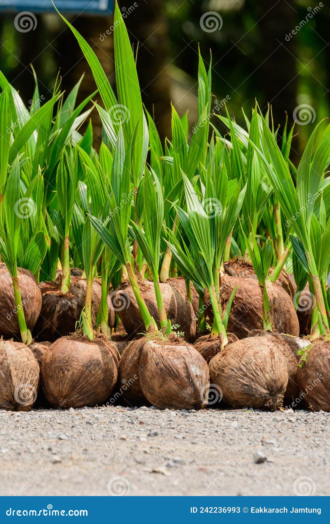 A Small, Neatly Arranged Coconut Tree after it Has Been Removed from ...