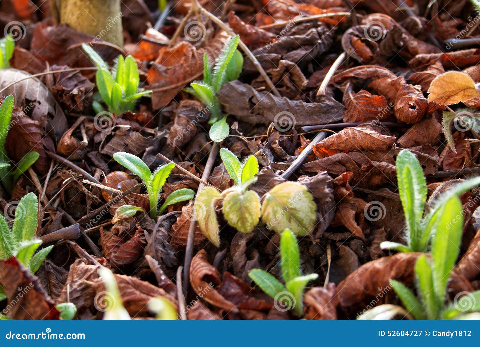 Seedlings Coming Out in Early Spring Stock Image - Image of ground ...