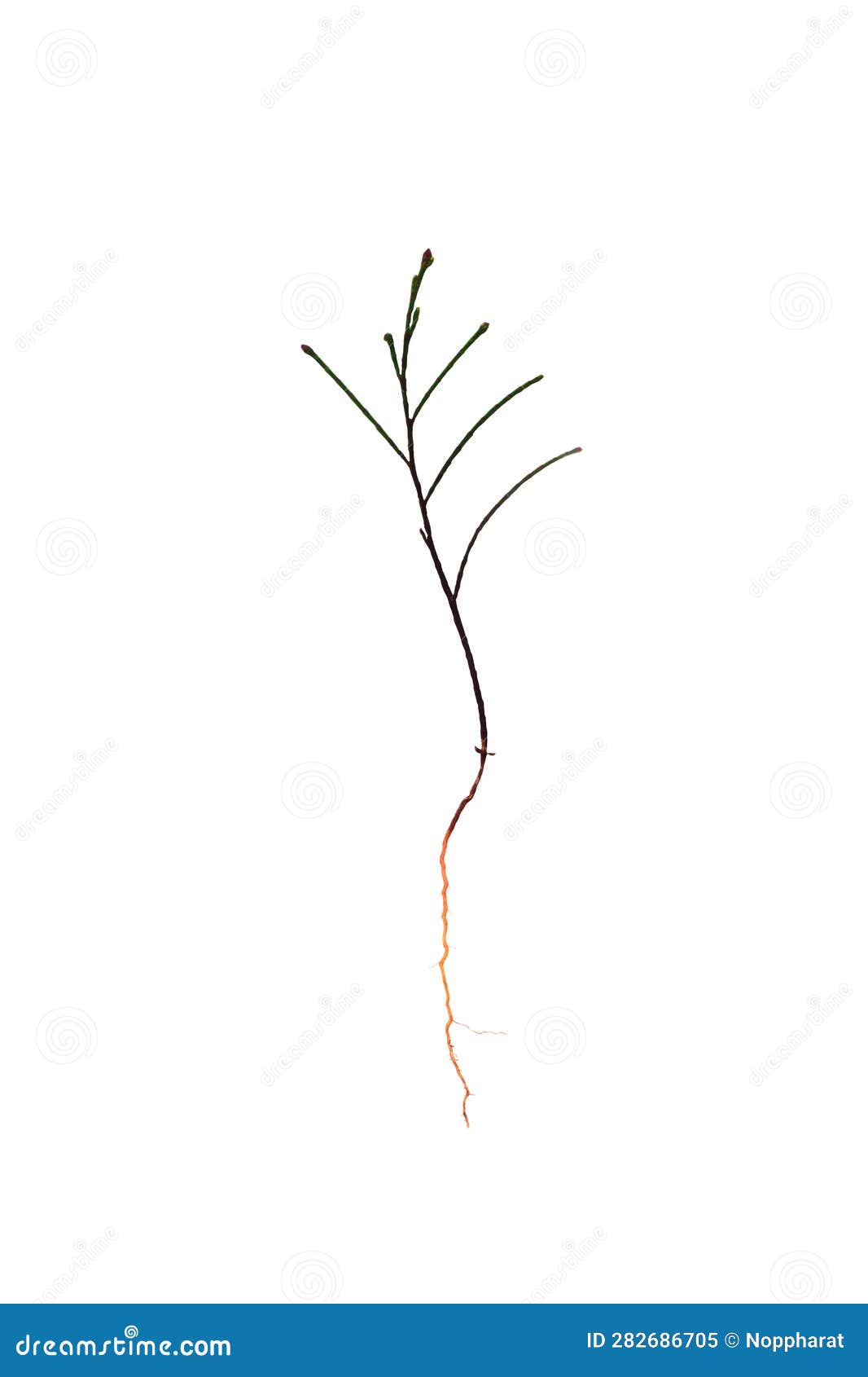 Seedlings of coniferous stock image. Image of bush, small - 282686705