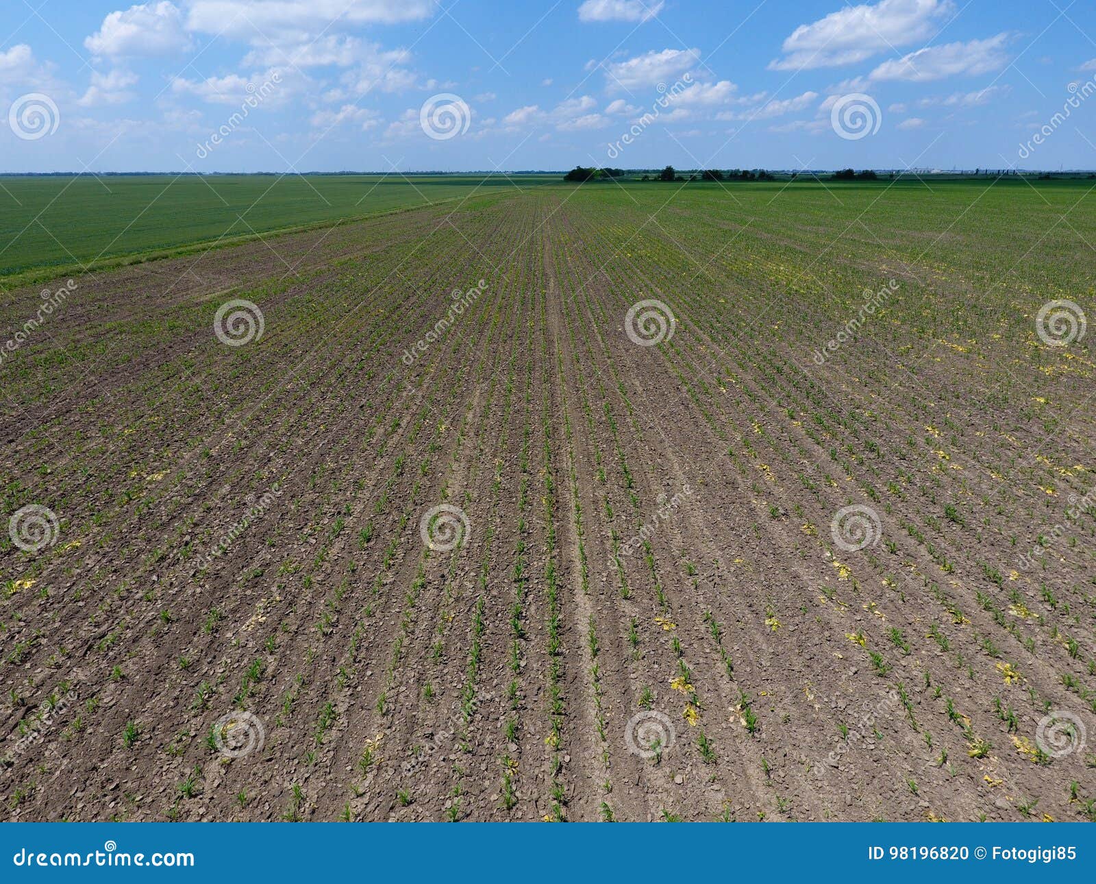 Seedlings of Corn. Field of Young Corn. Shoots of Corn on the Field ...