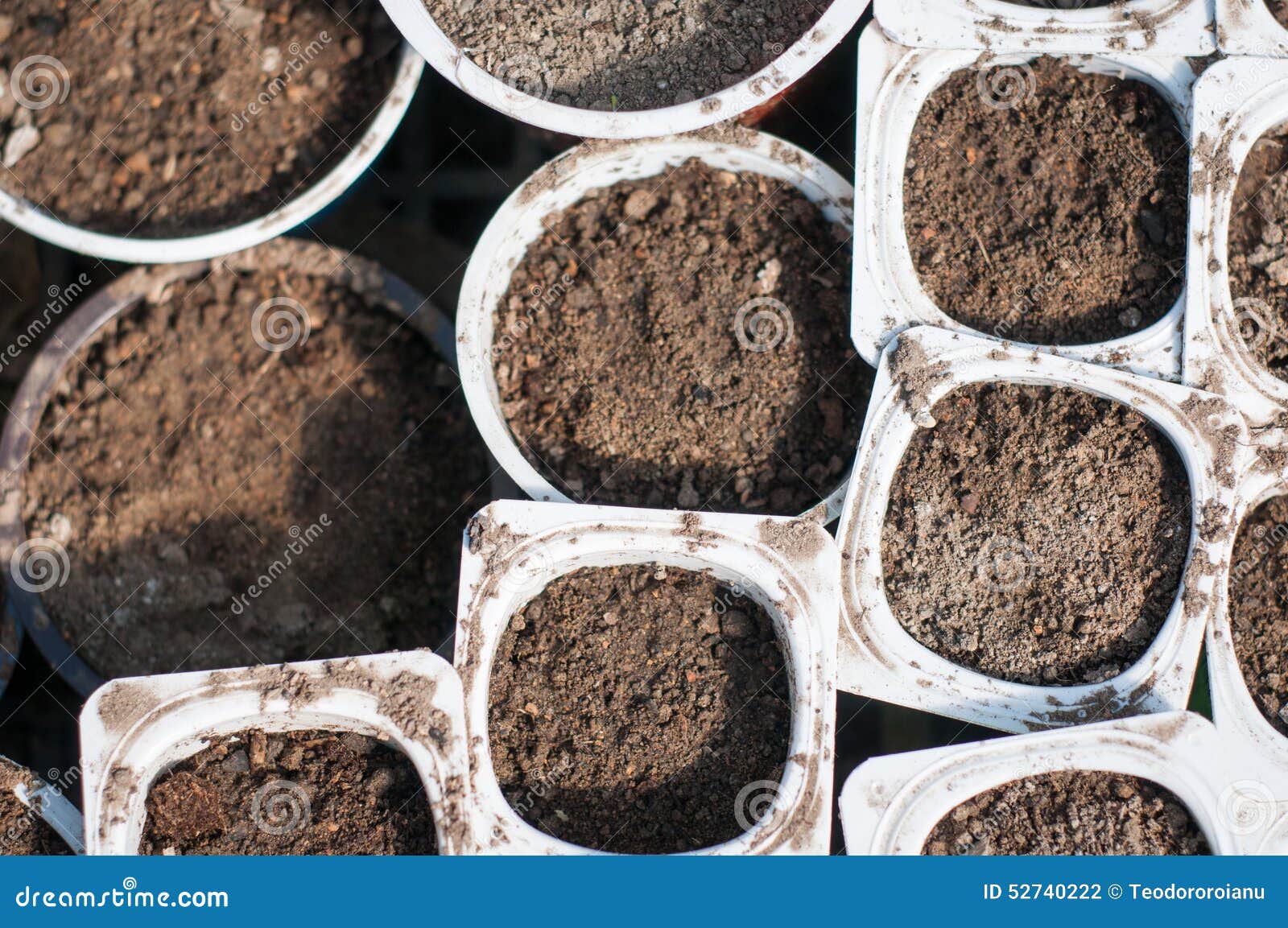 Seedlings cups stock photo. Image of healthy, color, hothouse - 52740222