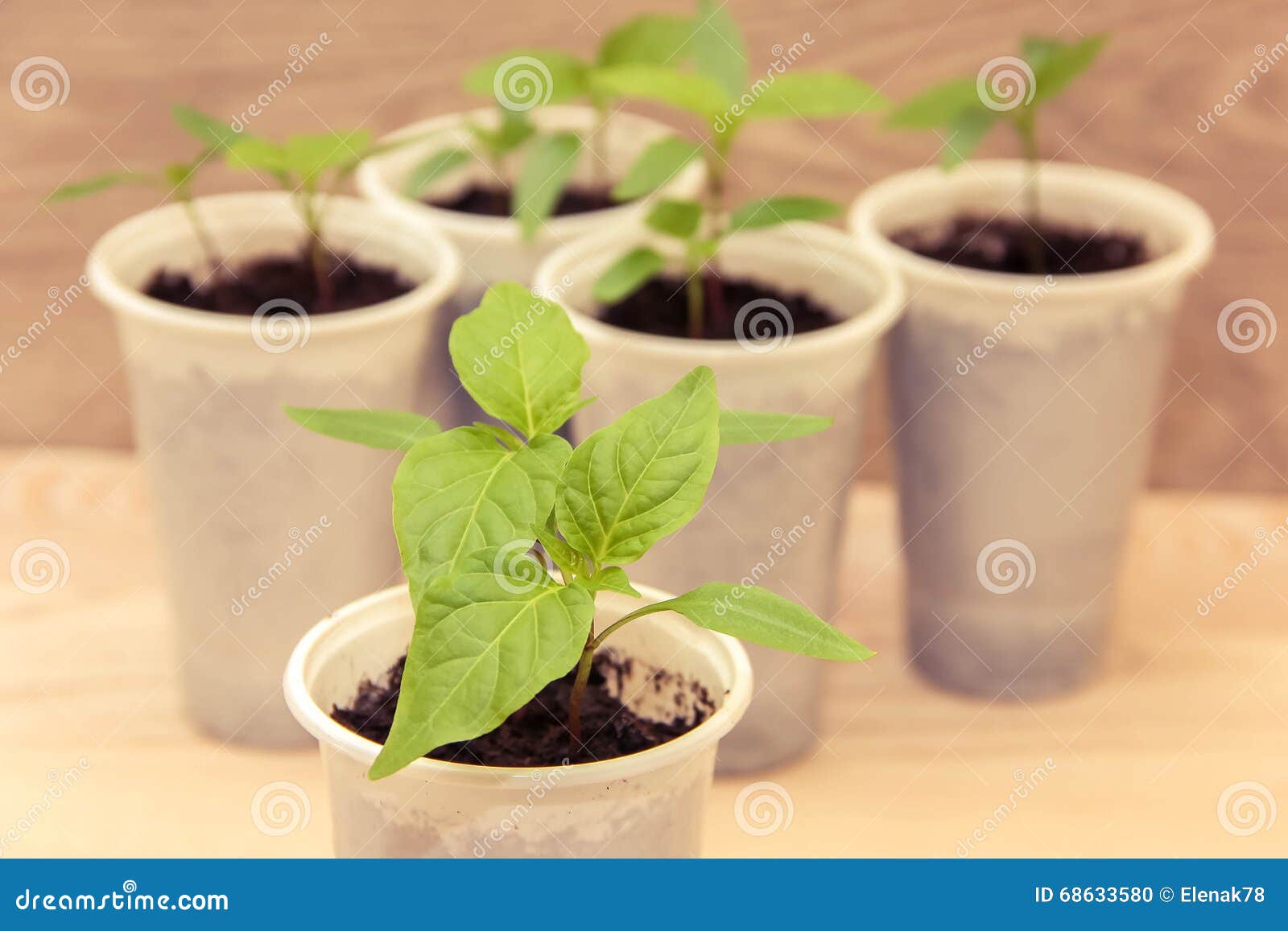 Seedlings in cups stock photo. Image of leaf, organic - 68633580