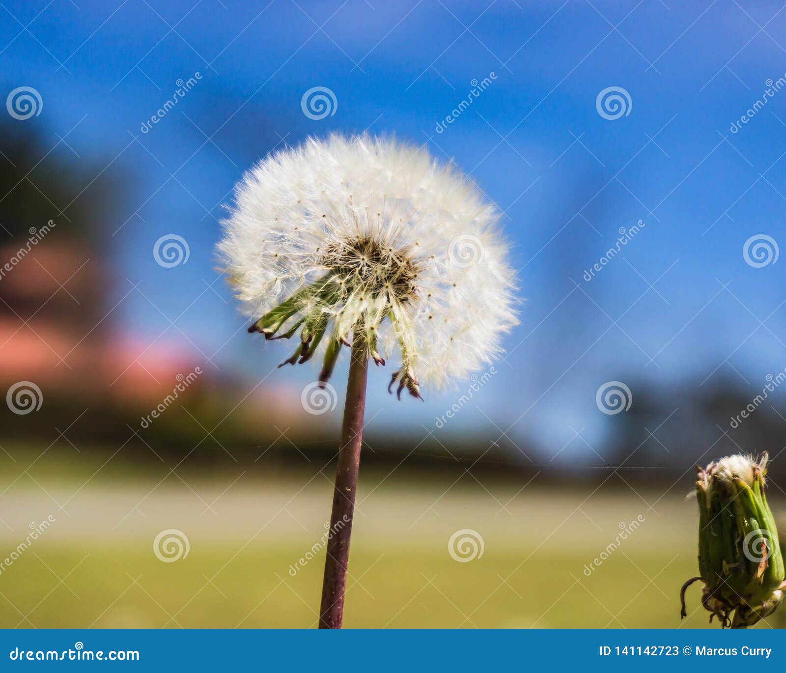 Seedlings of a Dandelion in the Spring Stock Image - Image of meadow ...