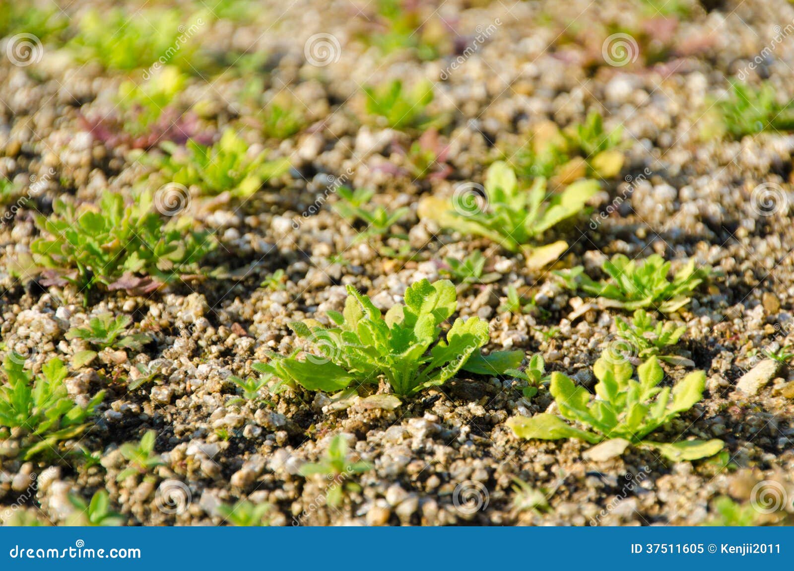 Seedlings of Early Spring Grass Stock Image - Image of field, season ...
