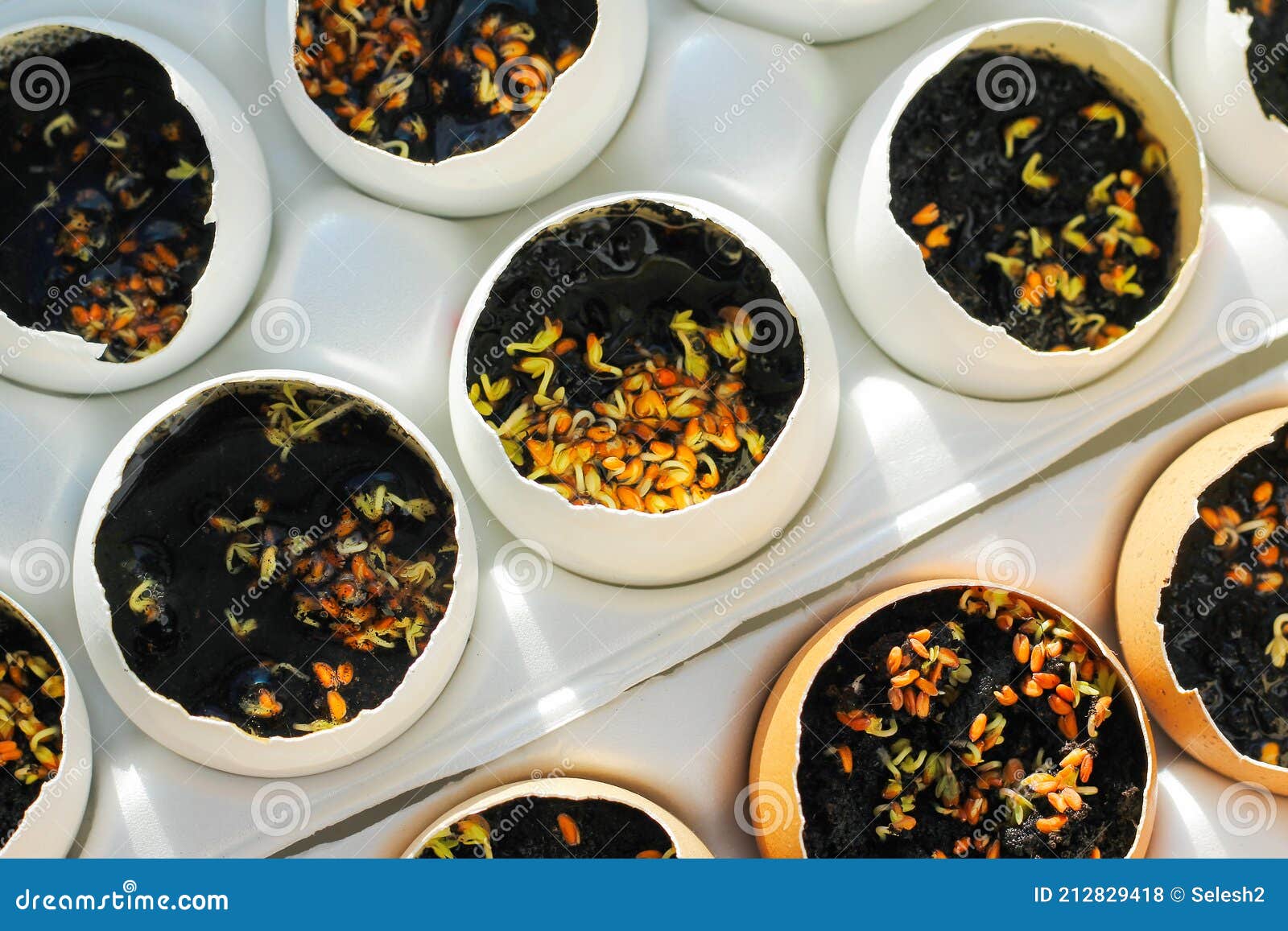 Seedlings in an Egg. Sprouted Plant Seeds Sown in Eggshells. Seed ...