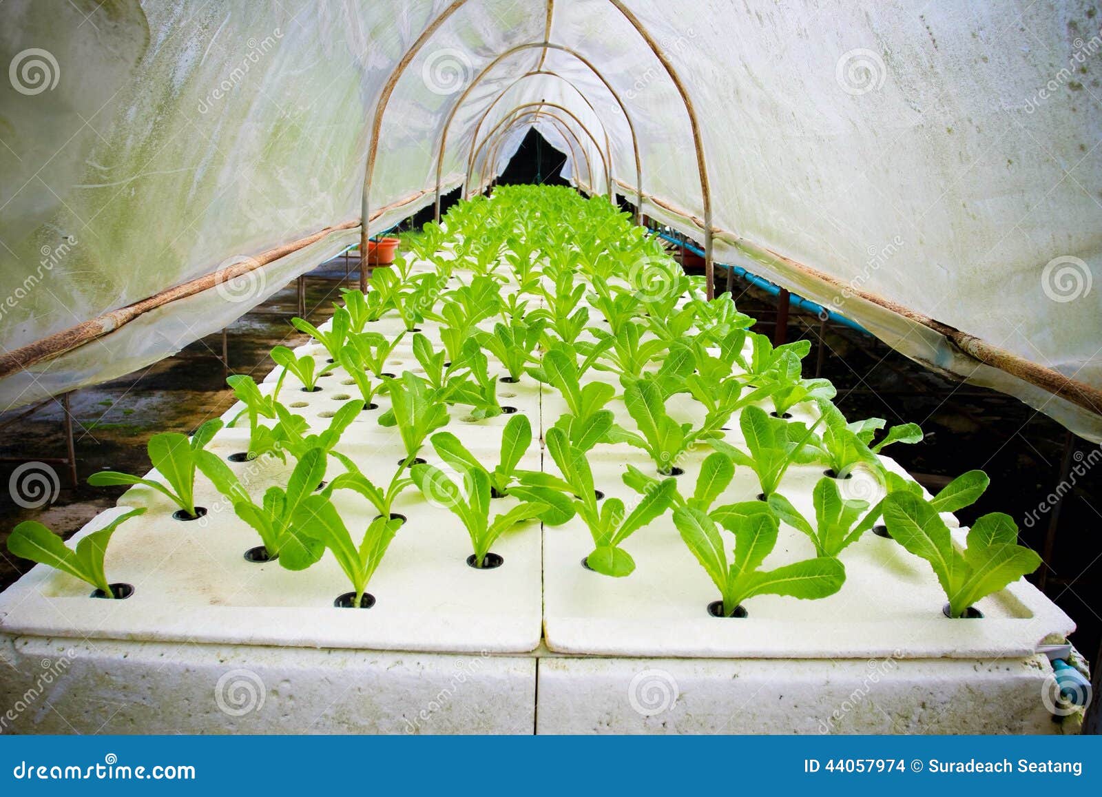 Organic Vegetable Seedlings Stock Photo - Image of farming, green: 44057974