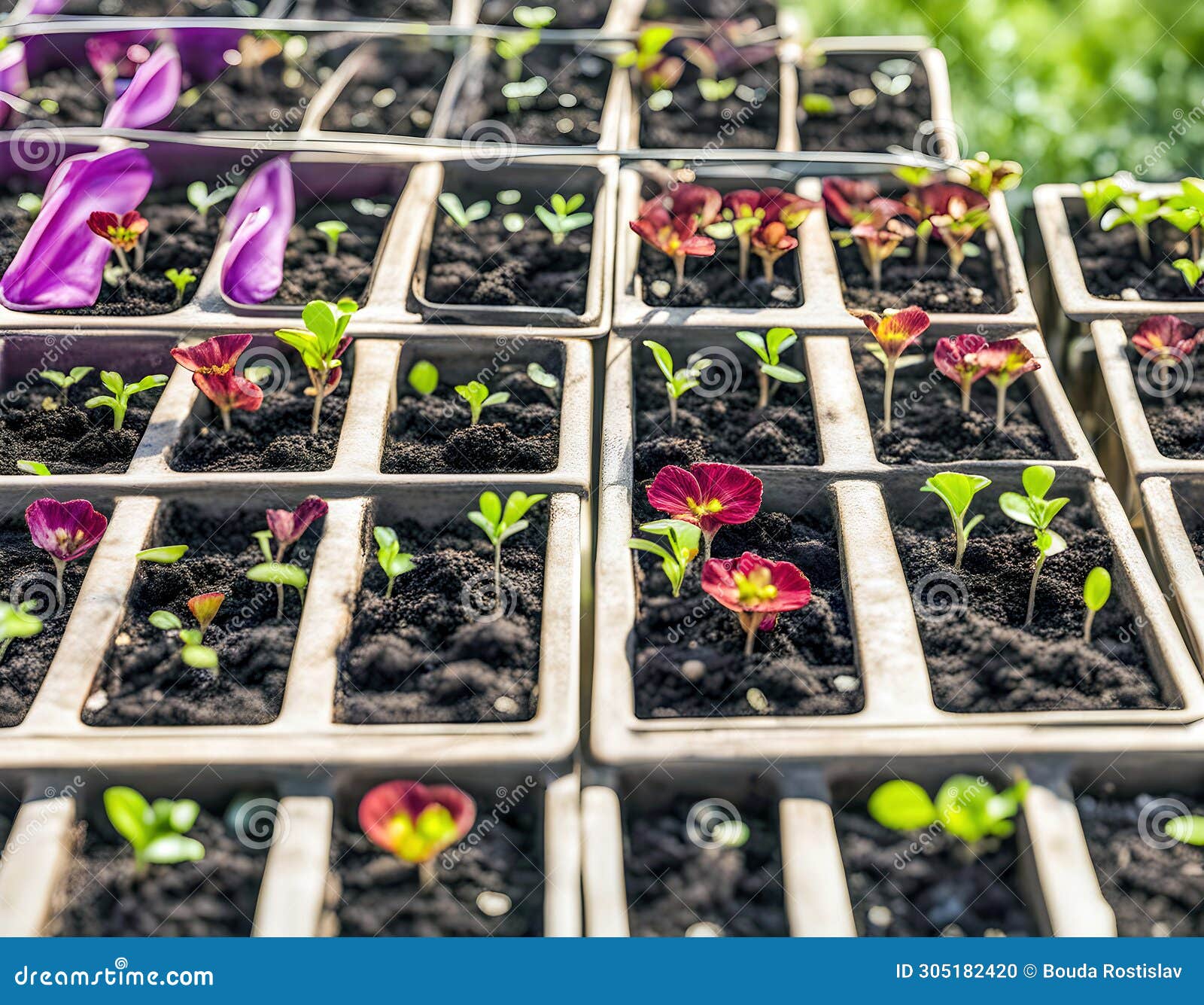 Seedlings And Flowers Growing In Planting Trays Royalty-Free Stock ...