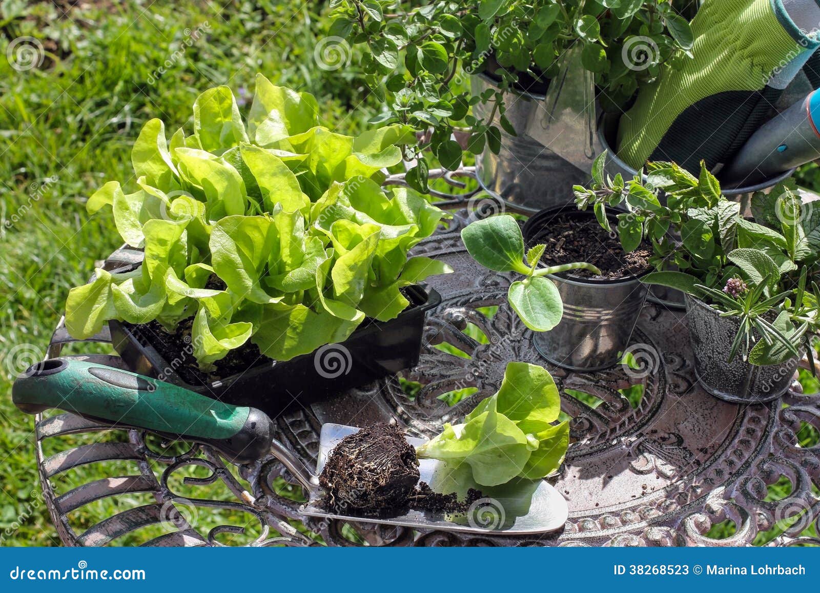Seedlings and garden tools stock image. Image of rootage - 38268523