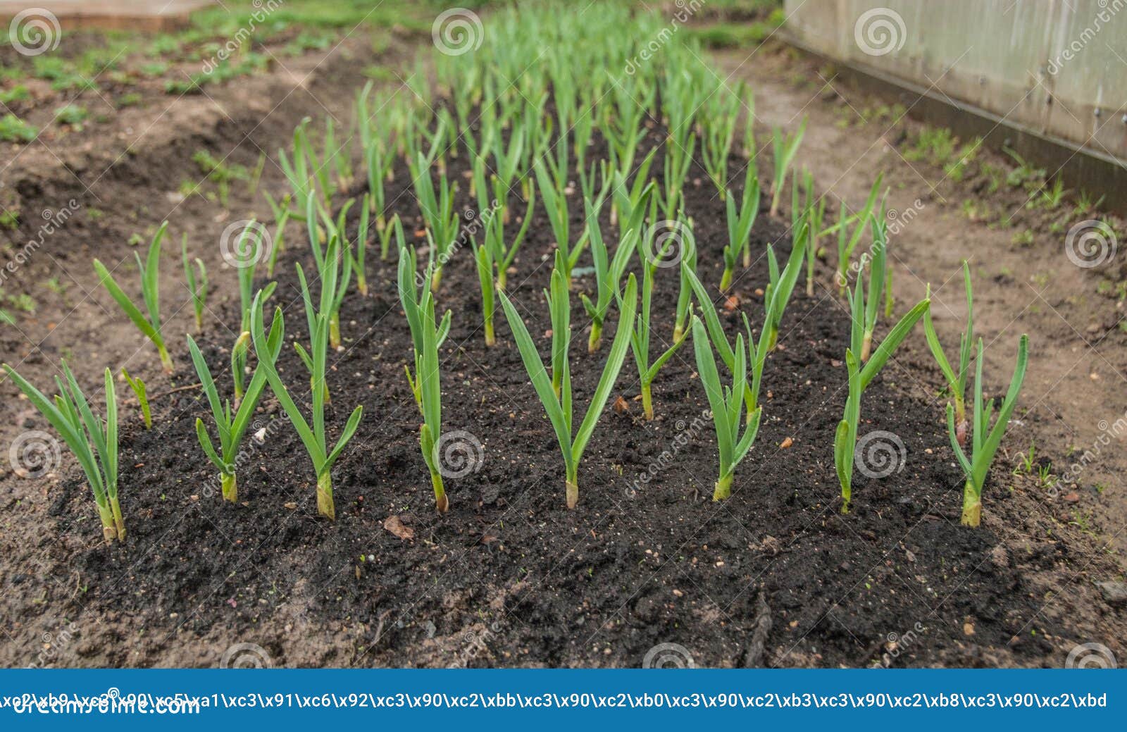 Seedlings of Garlic. stock image. Image of crops, vegetable - 64582135