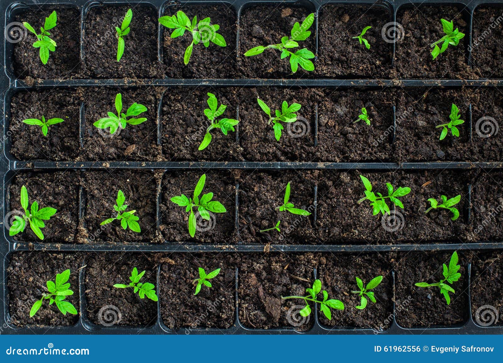 Seedlings in Germination Tray Stock Photo - Image of organic, dirt ...