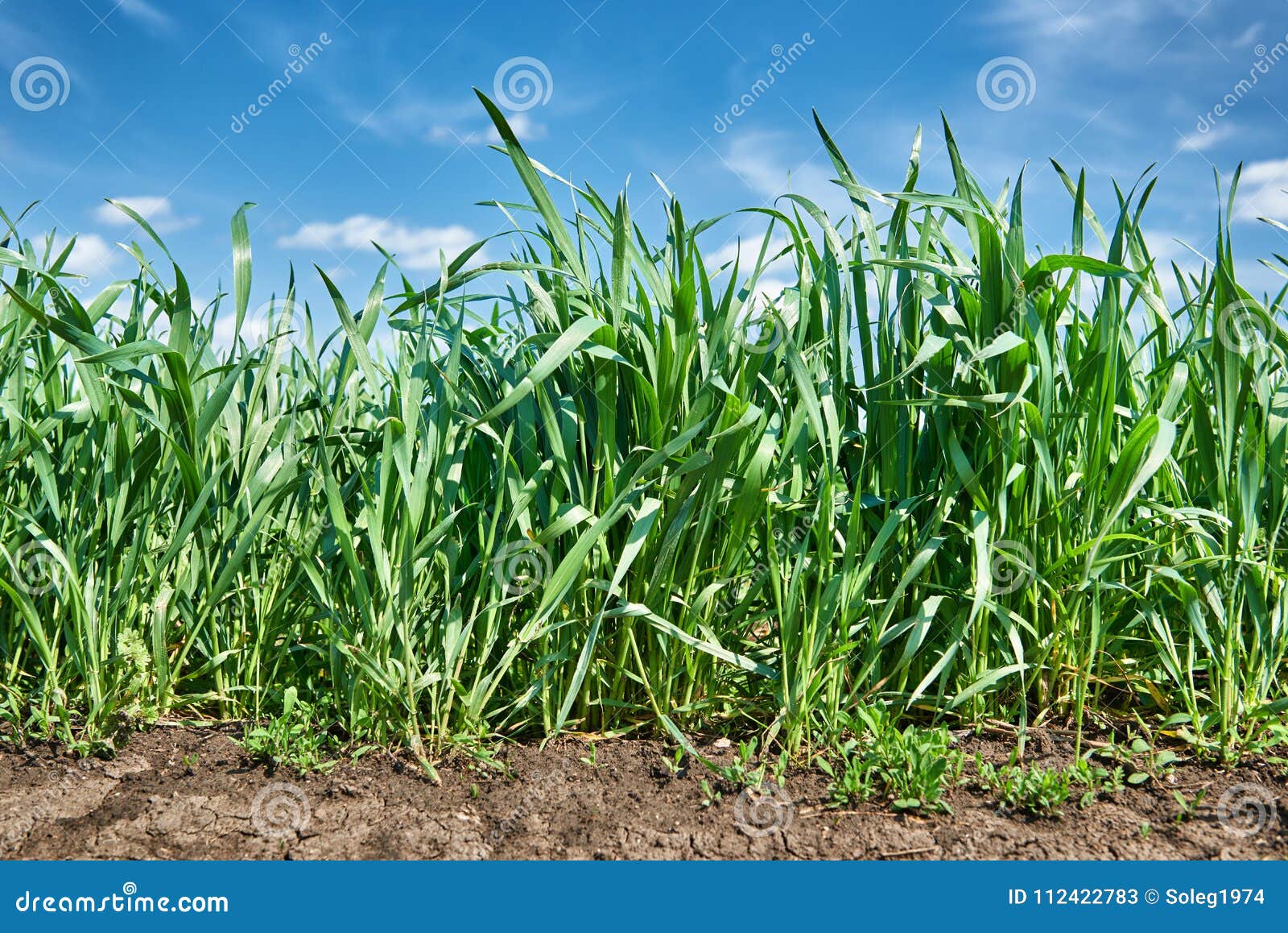 Seedlings of Grain Crops Closeup, Wheat Field and Blue Sky, Spring ...