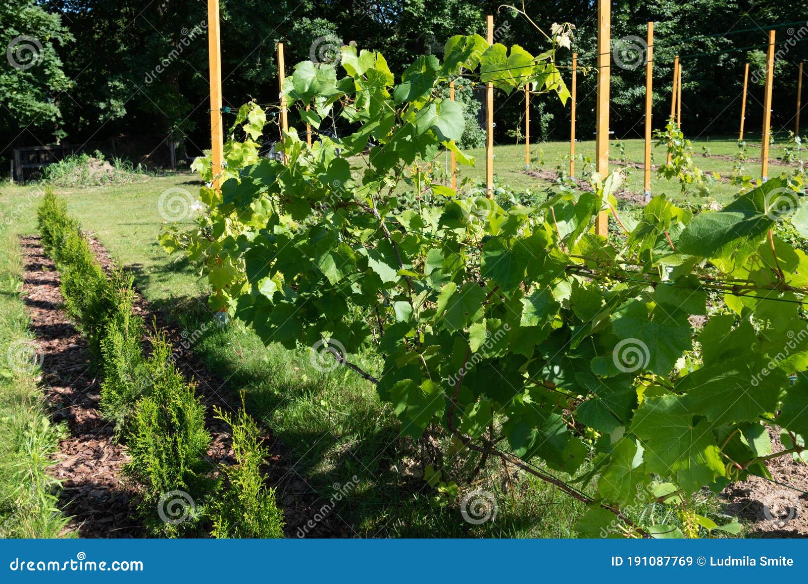 Seedlings of Grape on the Yard Stock Image - Image of vine, leaf: 191087769