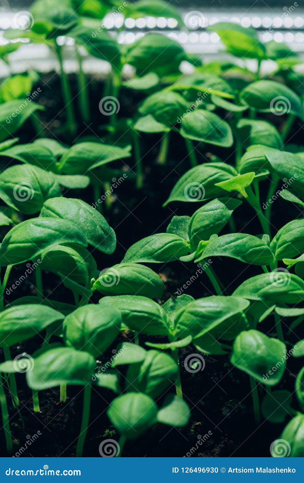 Seedlings of green basil stock photo. Image of leaf - 126496930