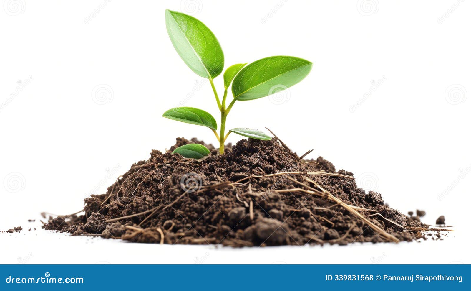 The Seedlings are in the Ground Tree Growing Isolated White Background ...
