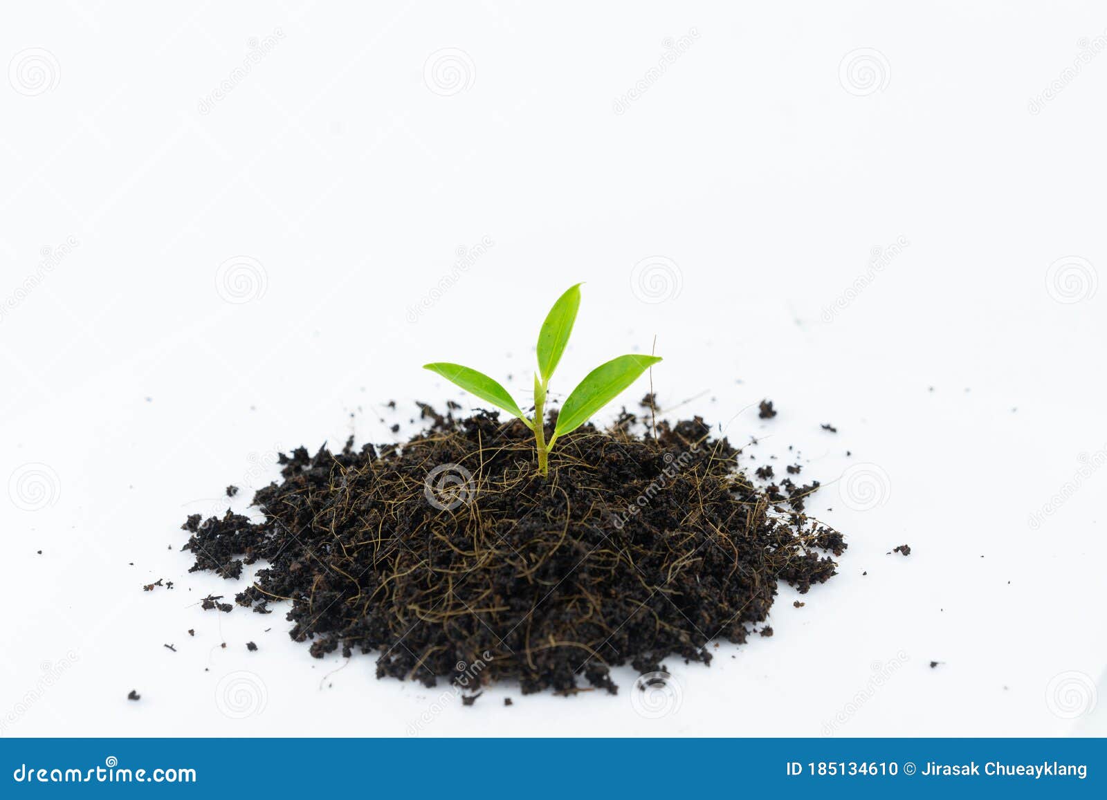 Seedlings that Grow in a Pile of Soil on a White Background Stock Photo ...