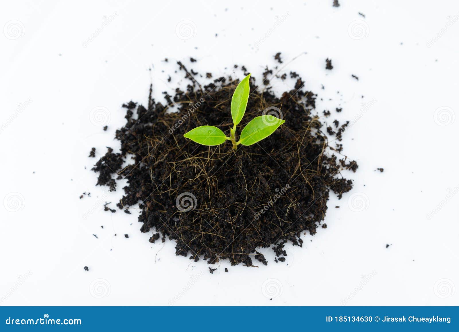 Seedlings that Grow in a Pile of Soil on a White Background Stock Photo ...