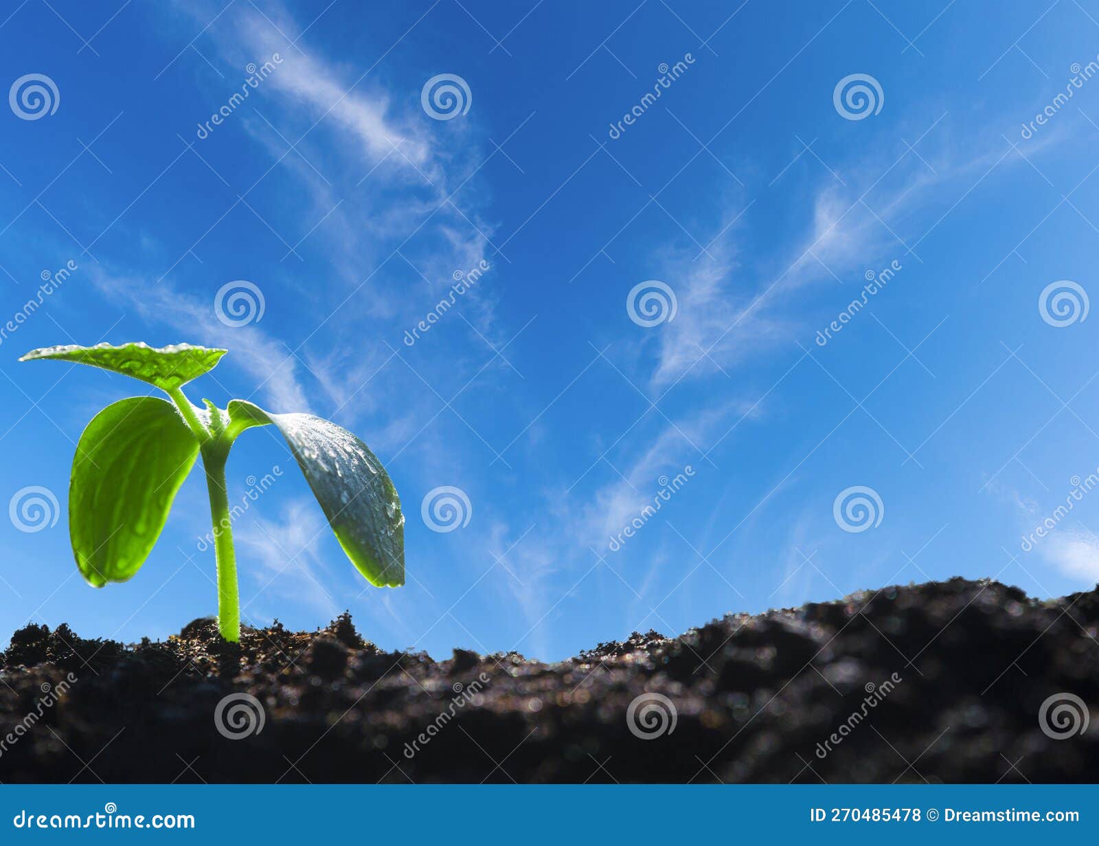 Seedlings Grow from Soil on Blue Sky Background Stock Photo - Image of ...