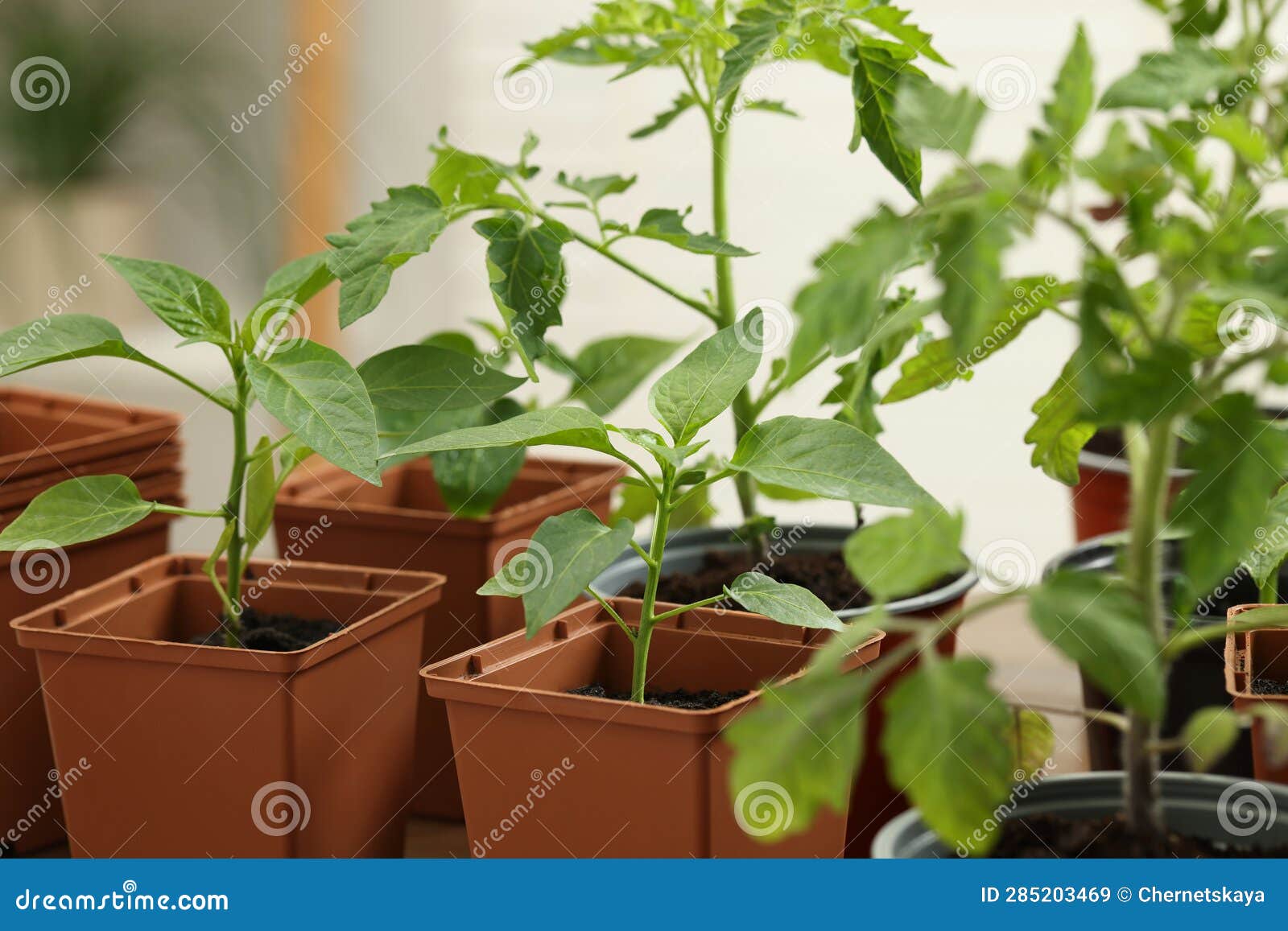 Seedlings Growing in Plastic Containers with Soil on Blurred Background ...