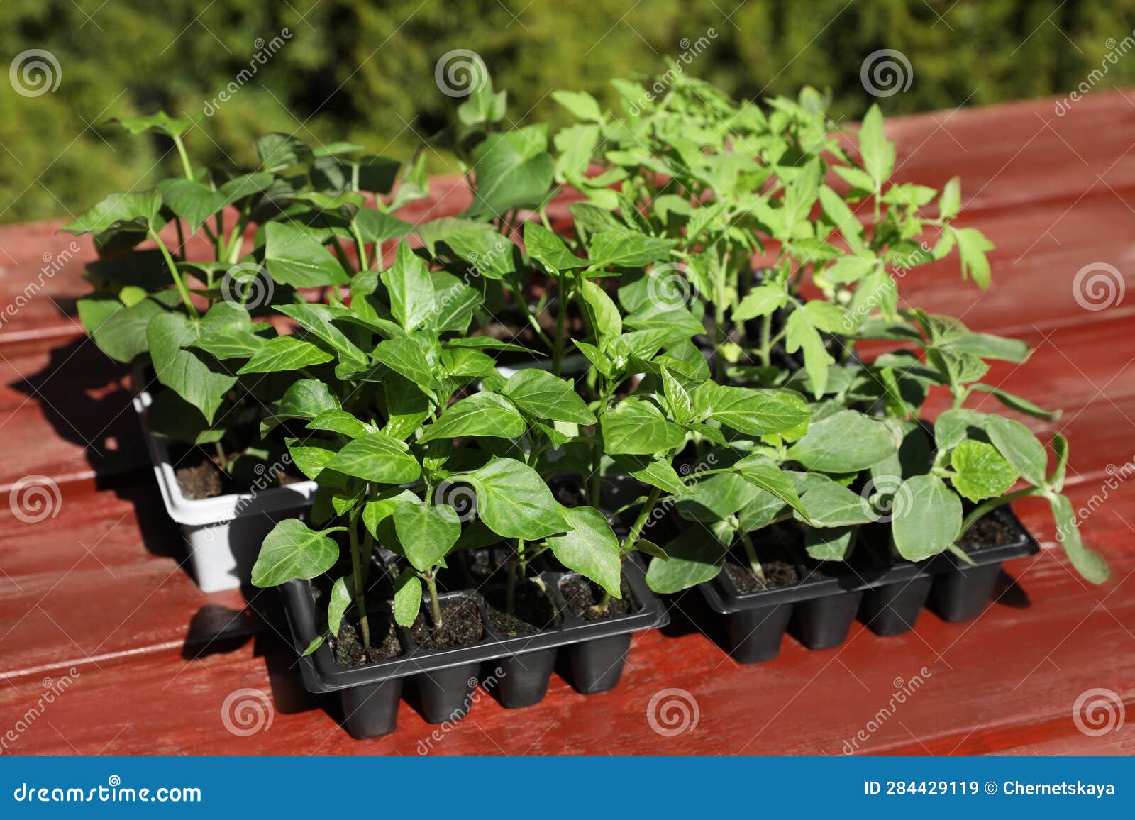 Seedlings Growing in Plastic Containers with Soil on Table Outdoors ...