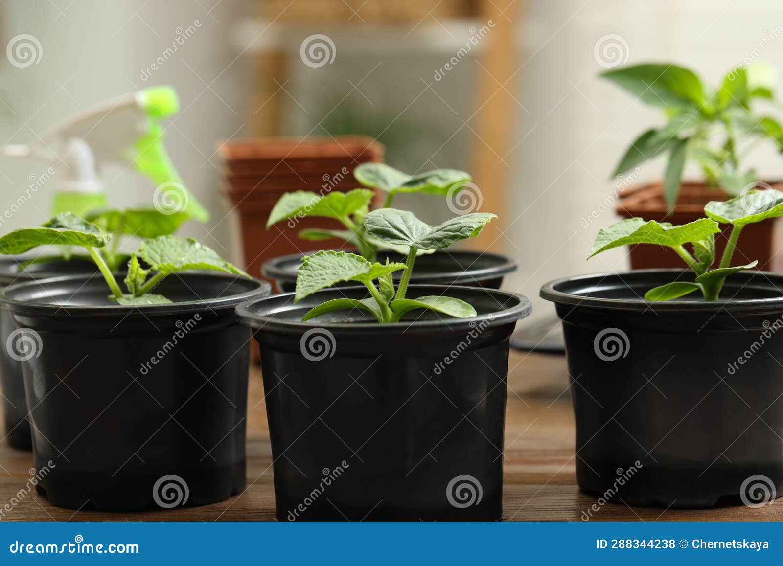 Seedlings Growing in Plastic Containers with Soil on Wooden Table ...