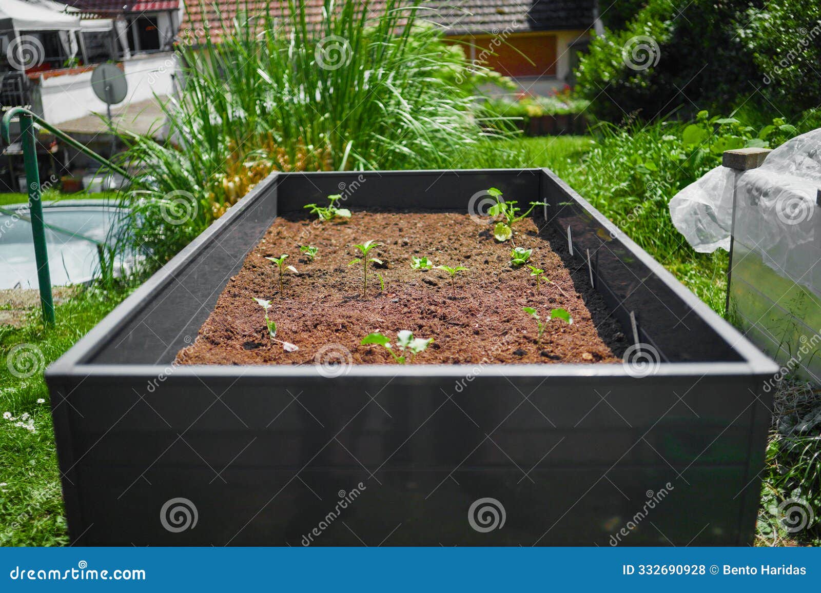 Seedlings Growing in a Raised Garden Bed Stock Photo - Image of lawn ...