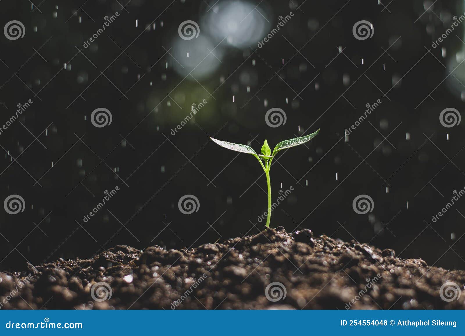 The Seedlings are Growing from the Soil with the Morning Sun Shining ...
