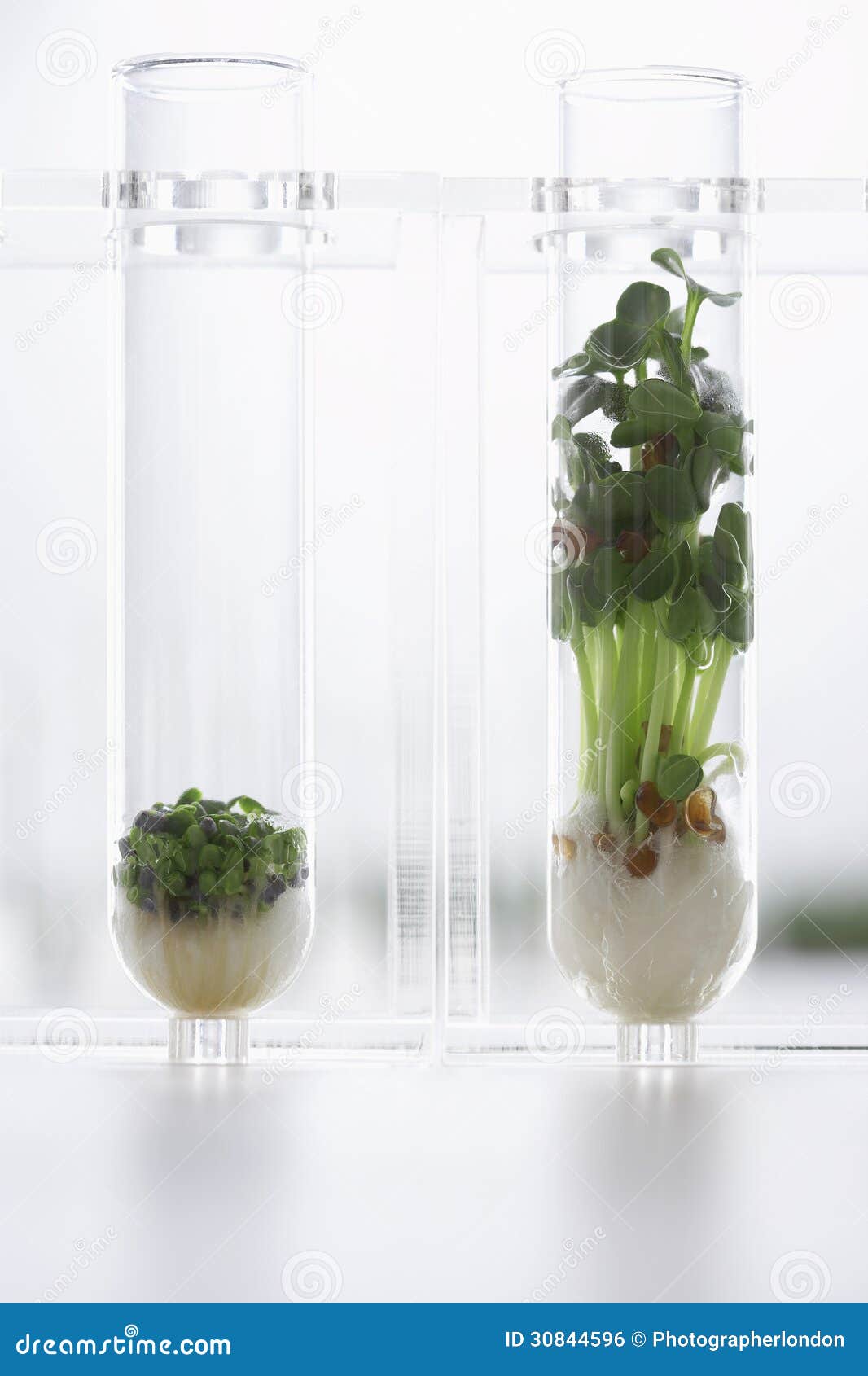 Seedlings Growing in Test Tubes Stock Photo - Image of science, life ...